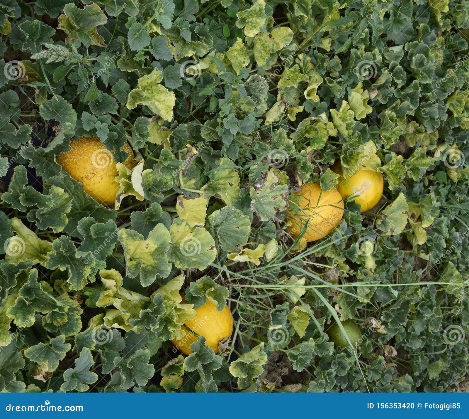 The growing melon in the stock photo. Image of cultivation - 156353420