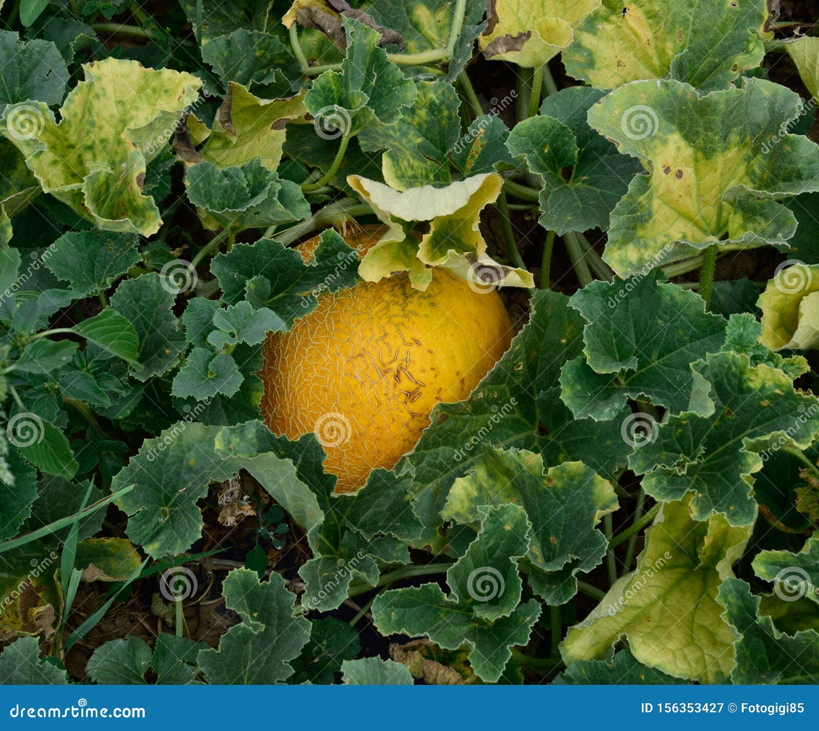 The growing melon in the stock image. Image of field - 156353427