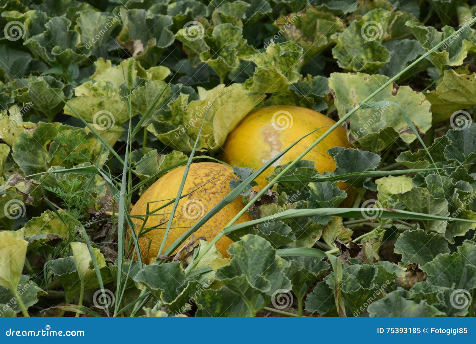 The Growing Melon in the Field Stock Image - Image of diet, gardening ...