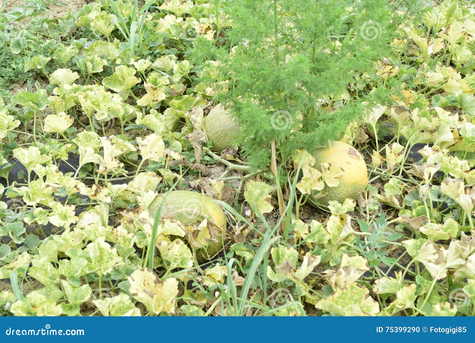 The Growing Melon in the Field Stock Photo - Image of august ...