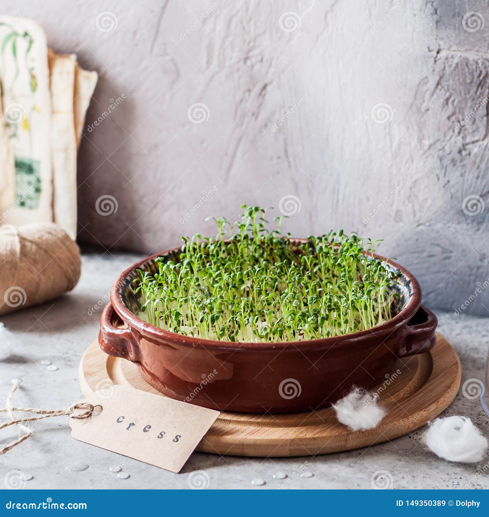Sprouting Micro Greens stock image. Image of plant, concrete - 149350389