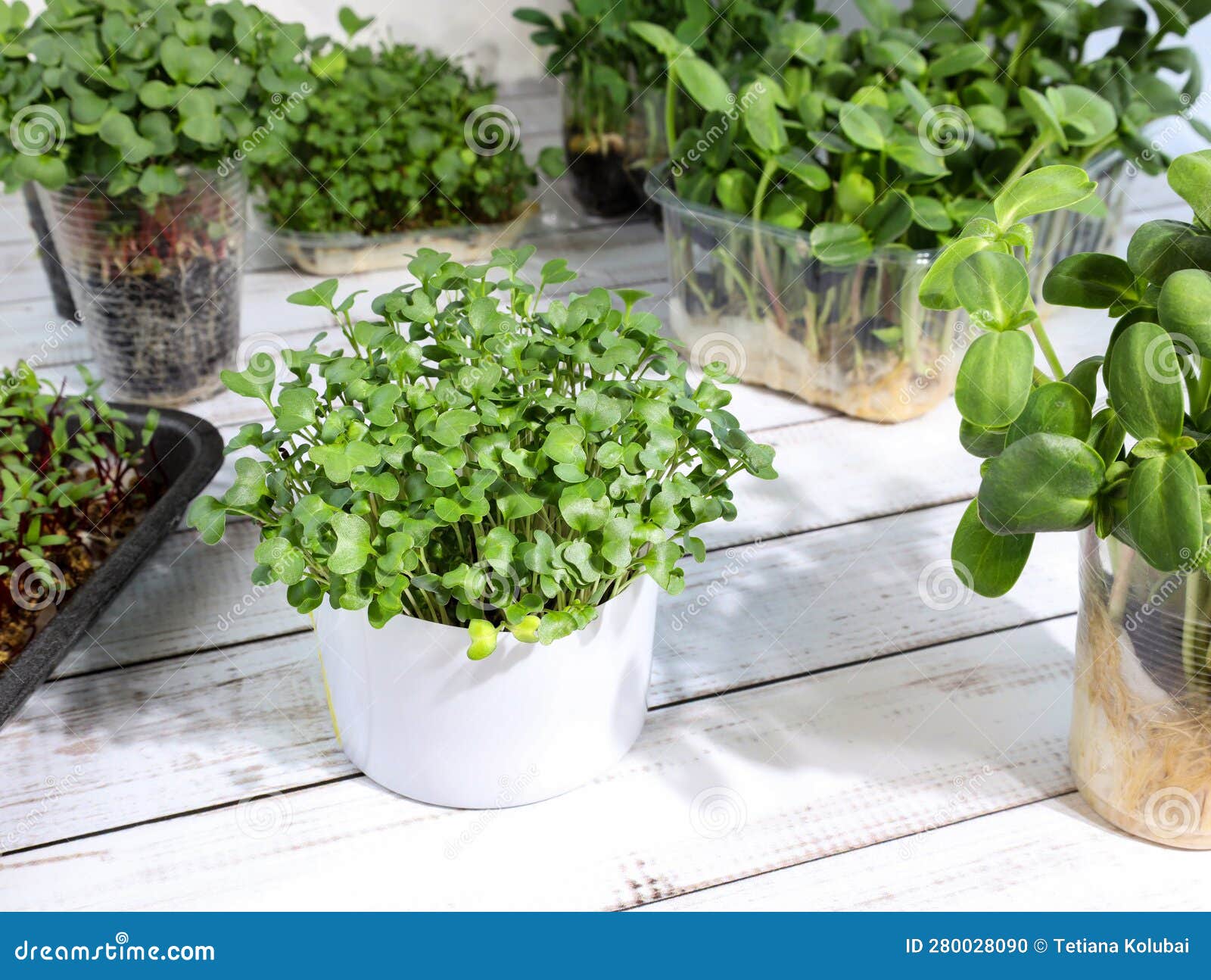 Growing Microgreens at Home. Small Containers with Small Broccoli ...