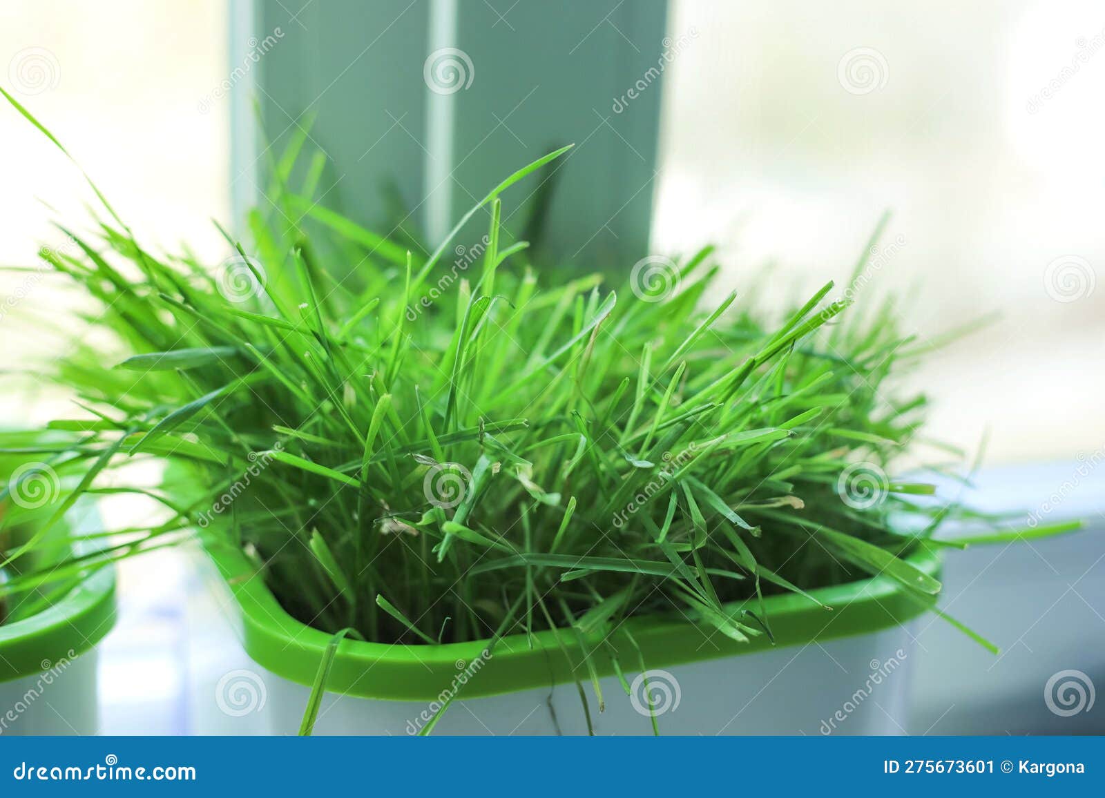 Growing Microgreens at Home Under Natural Light. Fresh Wheatgrass ...