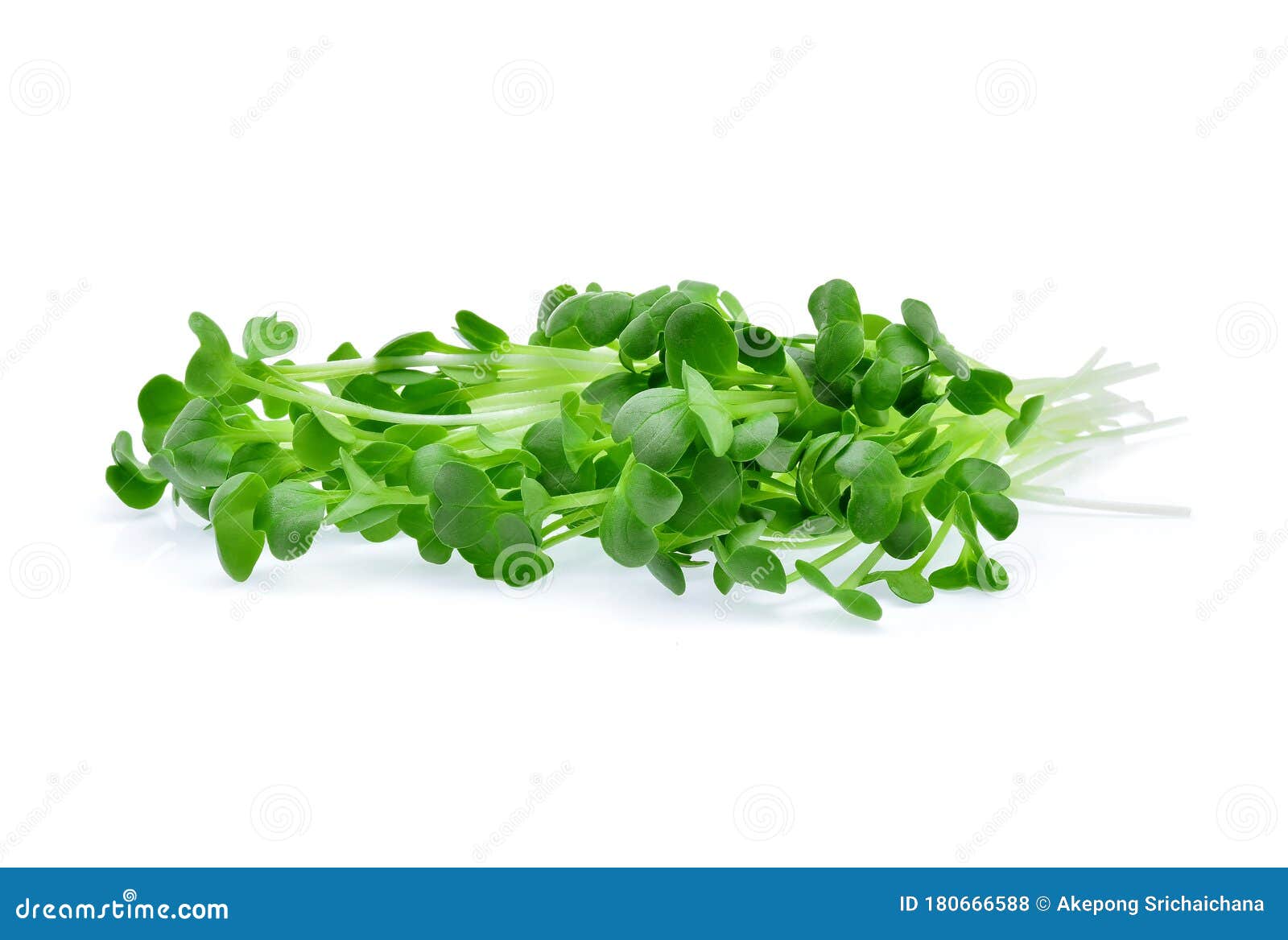 Growing Microgreens on White Background Stock Photo - Image of plant ...