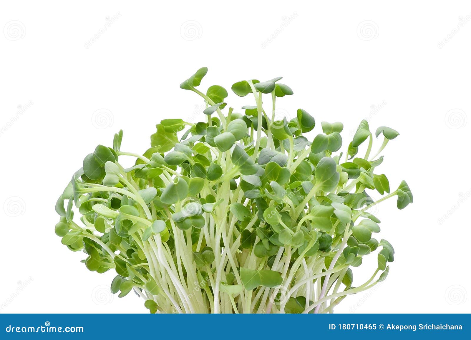 Growing Microgreens on White Background Stock Image - Image of spoon ...