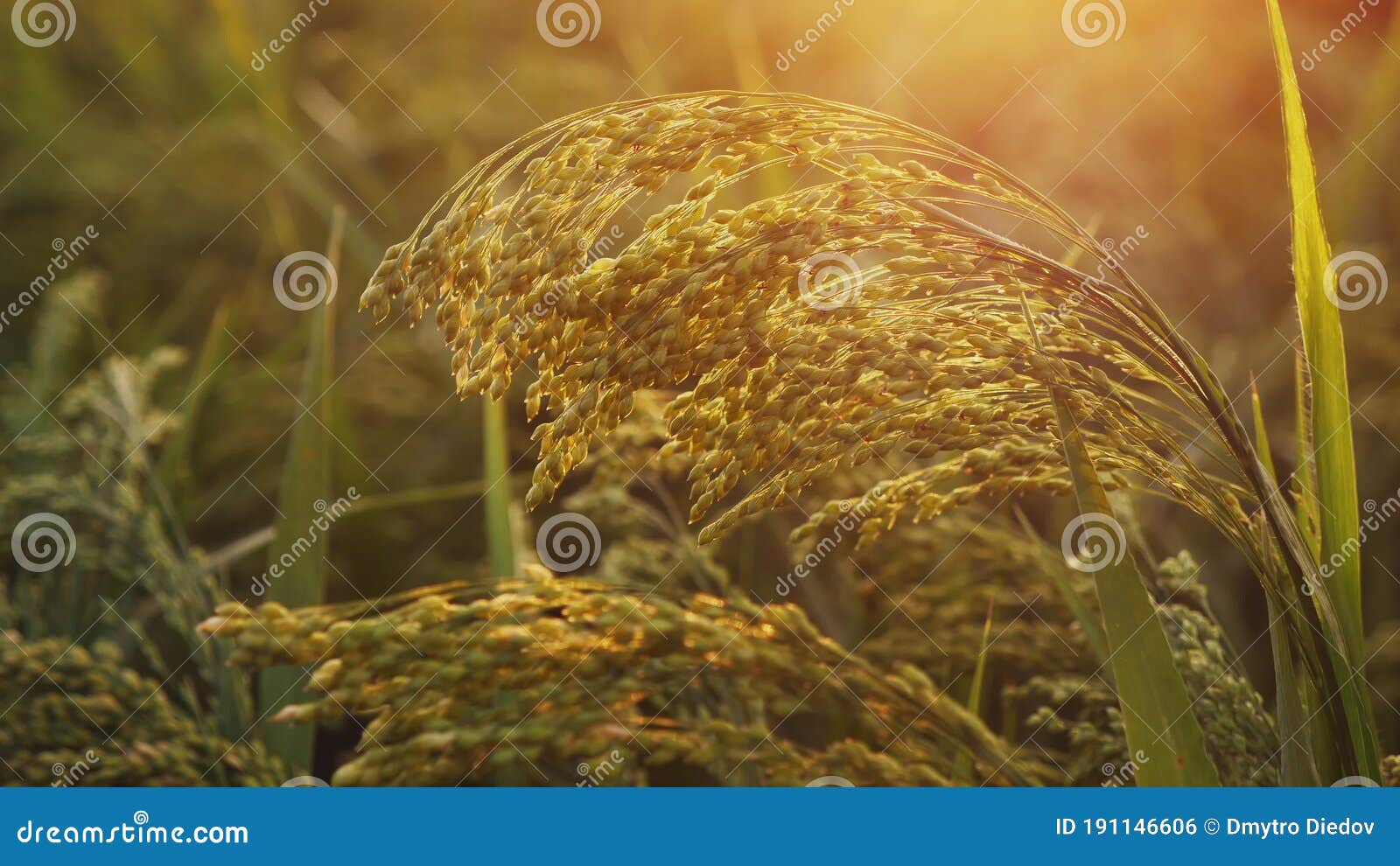 Growing Millet. Close-up of Millet in a Field Stock Footage - Video of ...