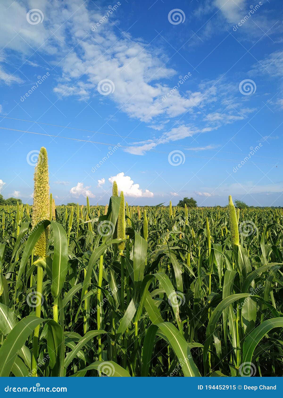 Growing Millet Plants on Blue Sky Background Stock Image - Image of ...