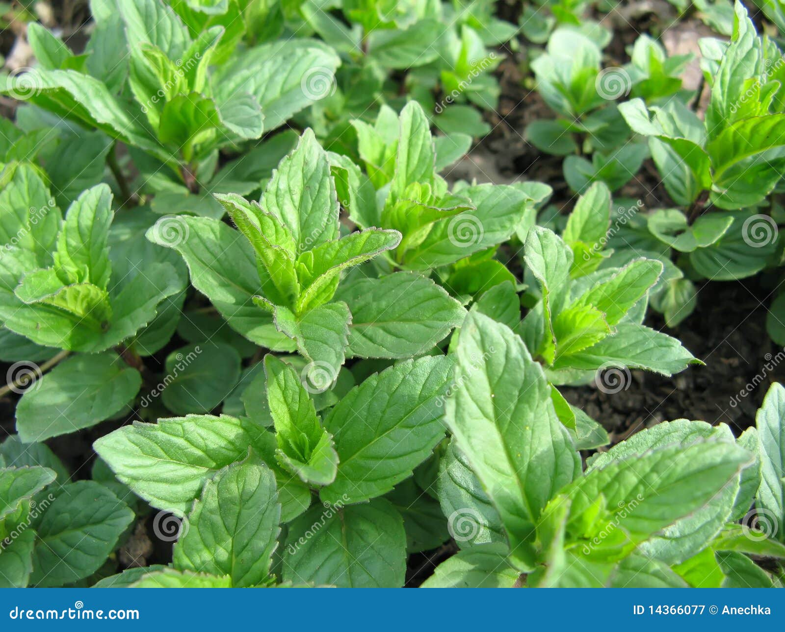 Growing mint stock image. Image of seasonal, color, growing - 14366077