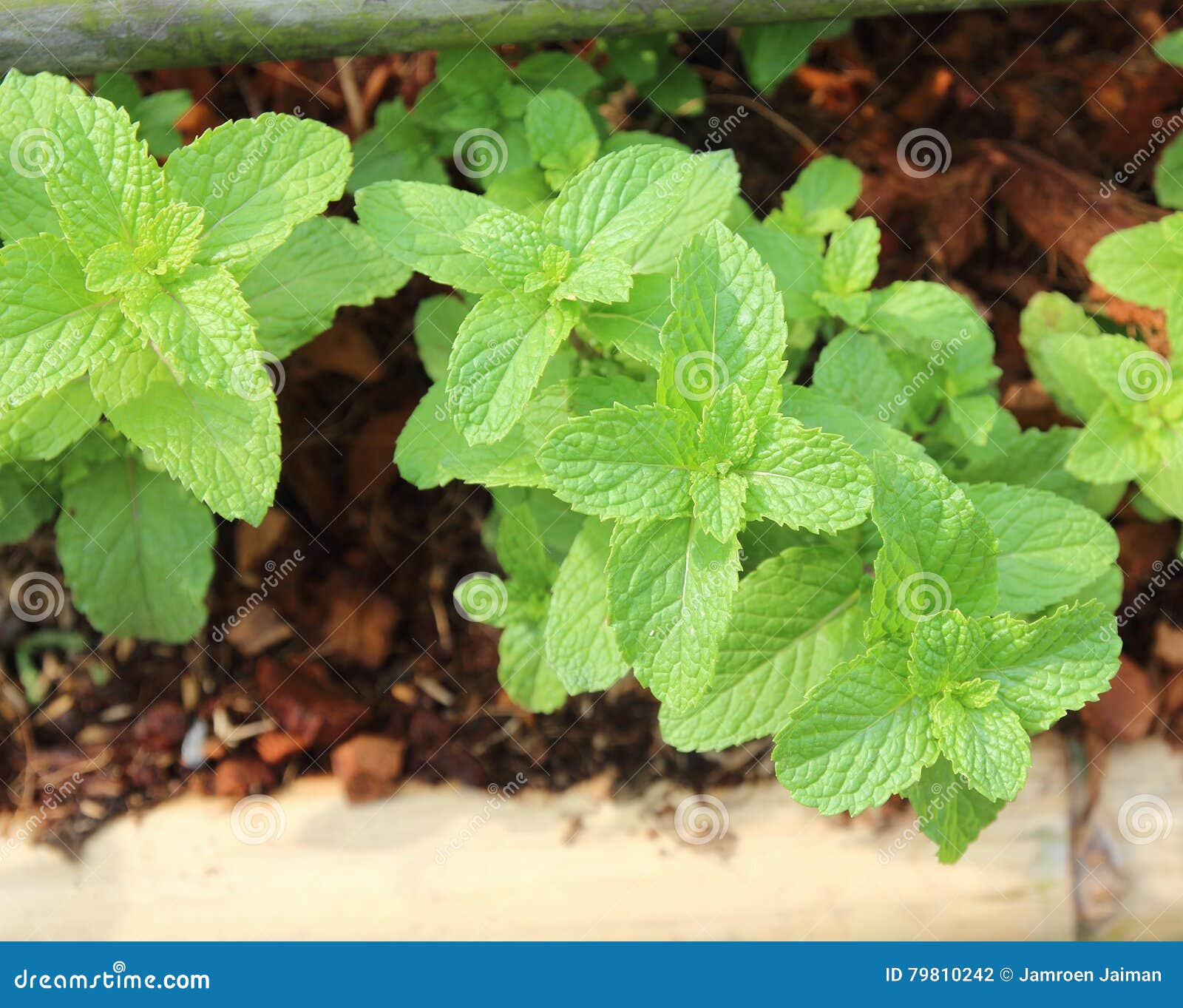 Growing Mint in Organic Farm. Stock Photo - Image of organic, kitchen ...