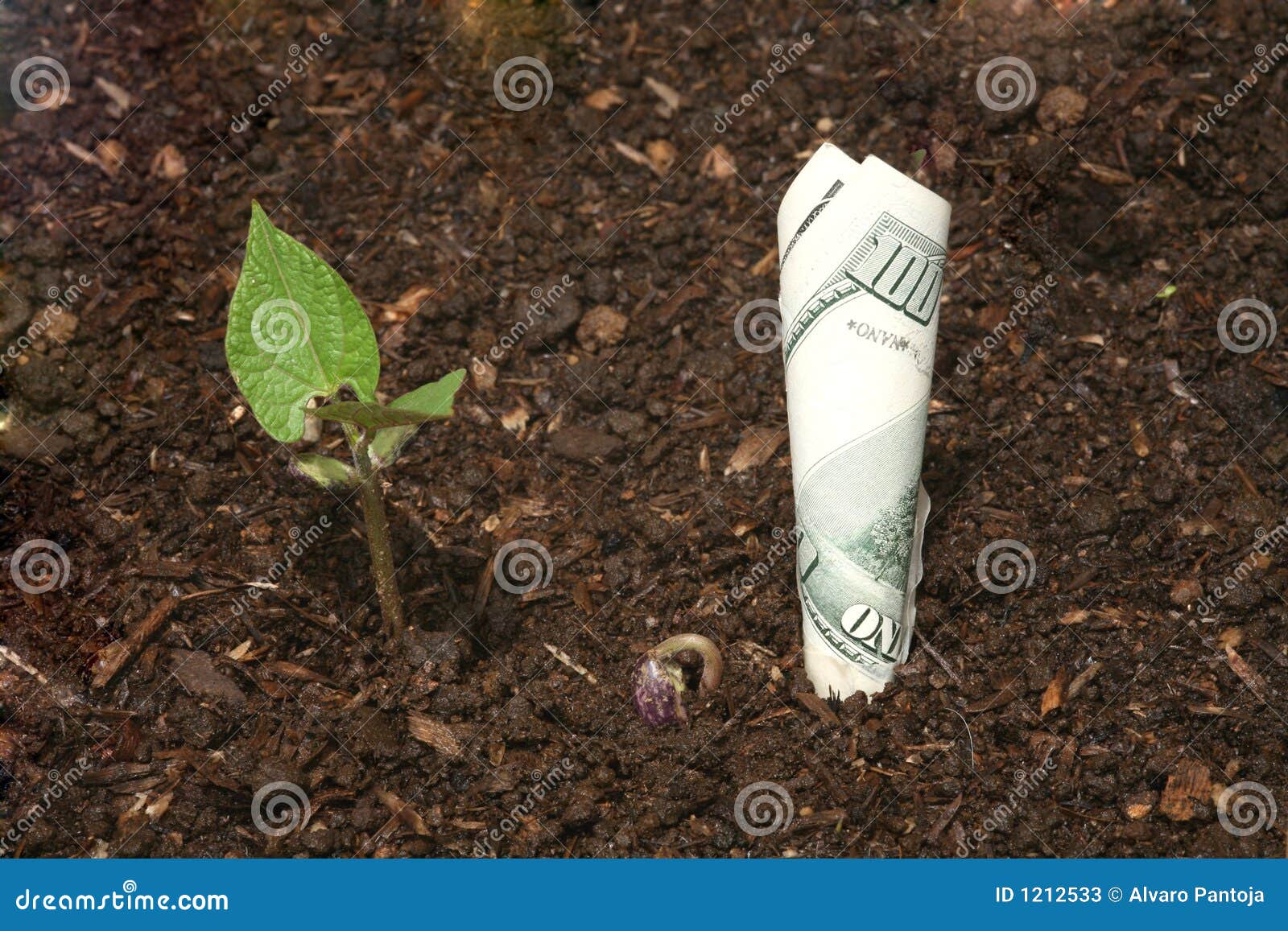 Growing Money (High Resolution File) Stock Image - Image of money ...