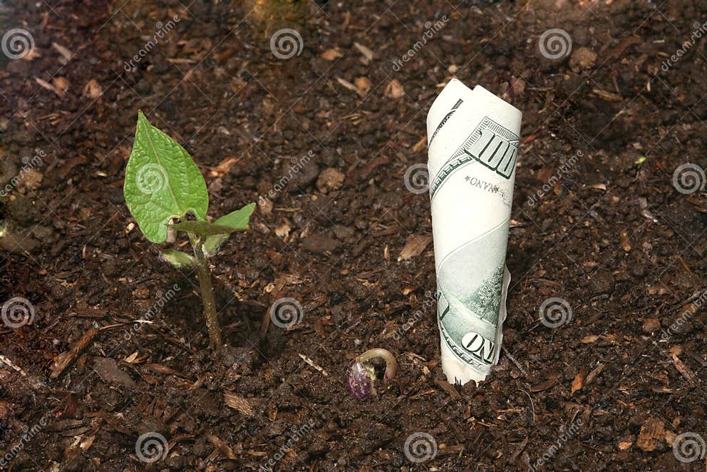 Growing Money (High Resolution File) Stock Image - Image of money ...