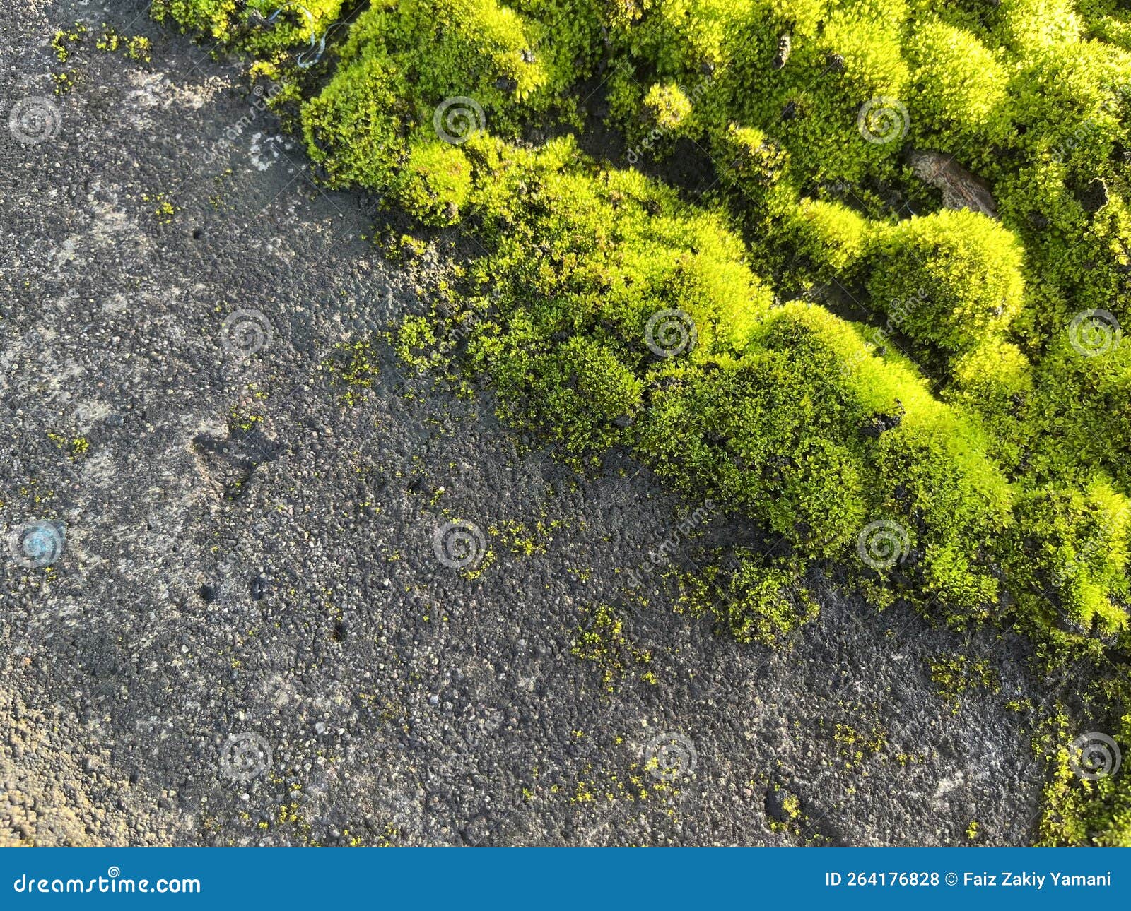 Growing Moss on Concrete Texture Stock Photo - Image of field, closeup ...