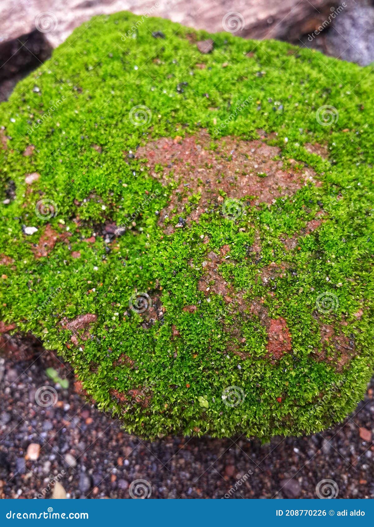 The Growing Moss Covers the Bricks that are Above the Ground Stock ...