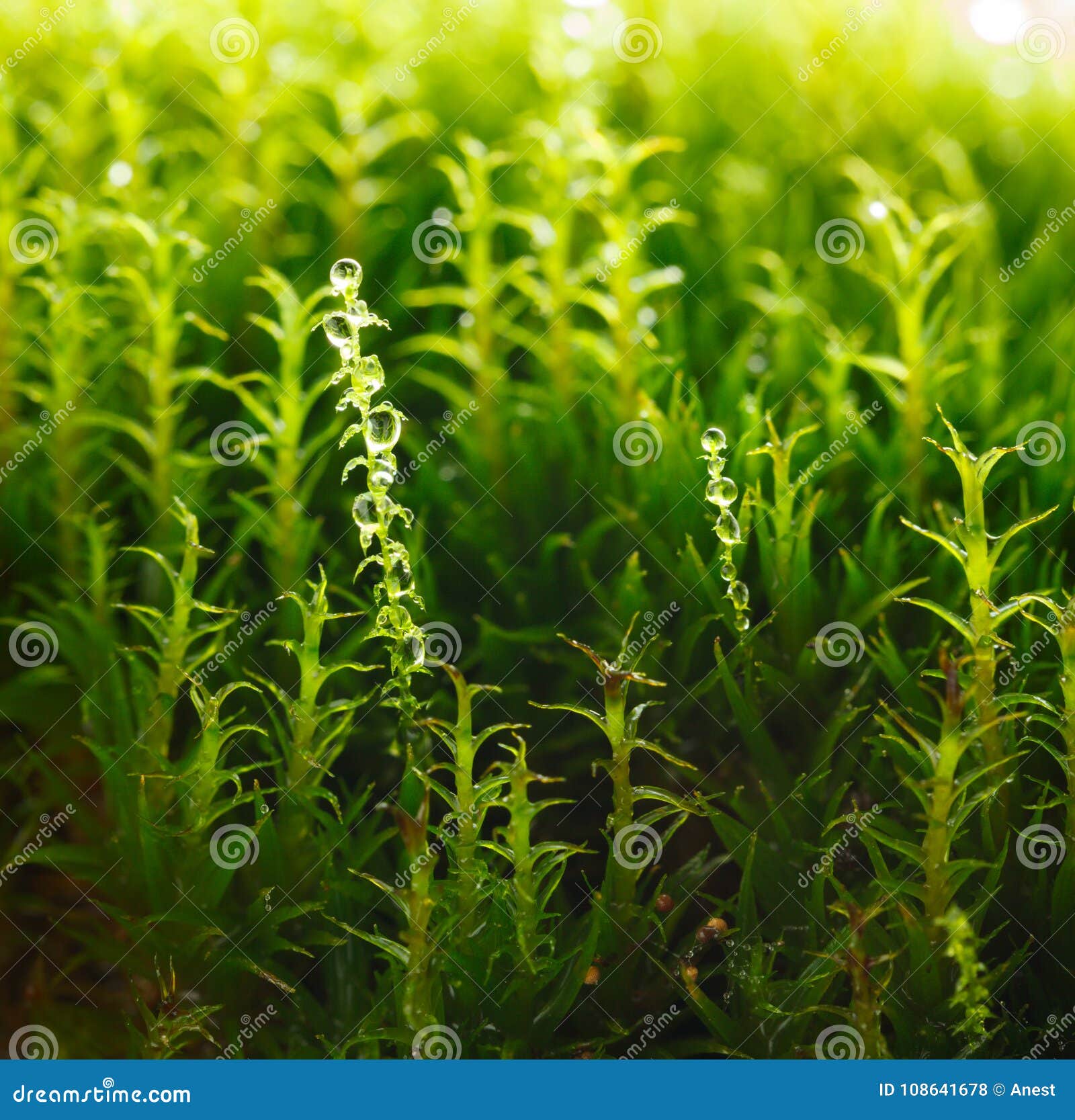 Growing moss and dew stock photo. Image of dewdrop, leaf - 108641678