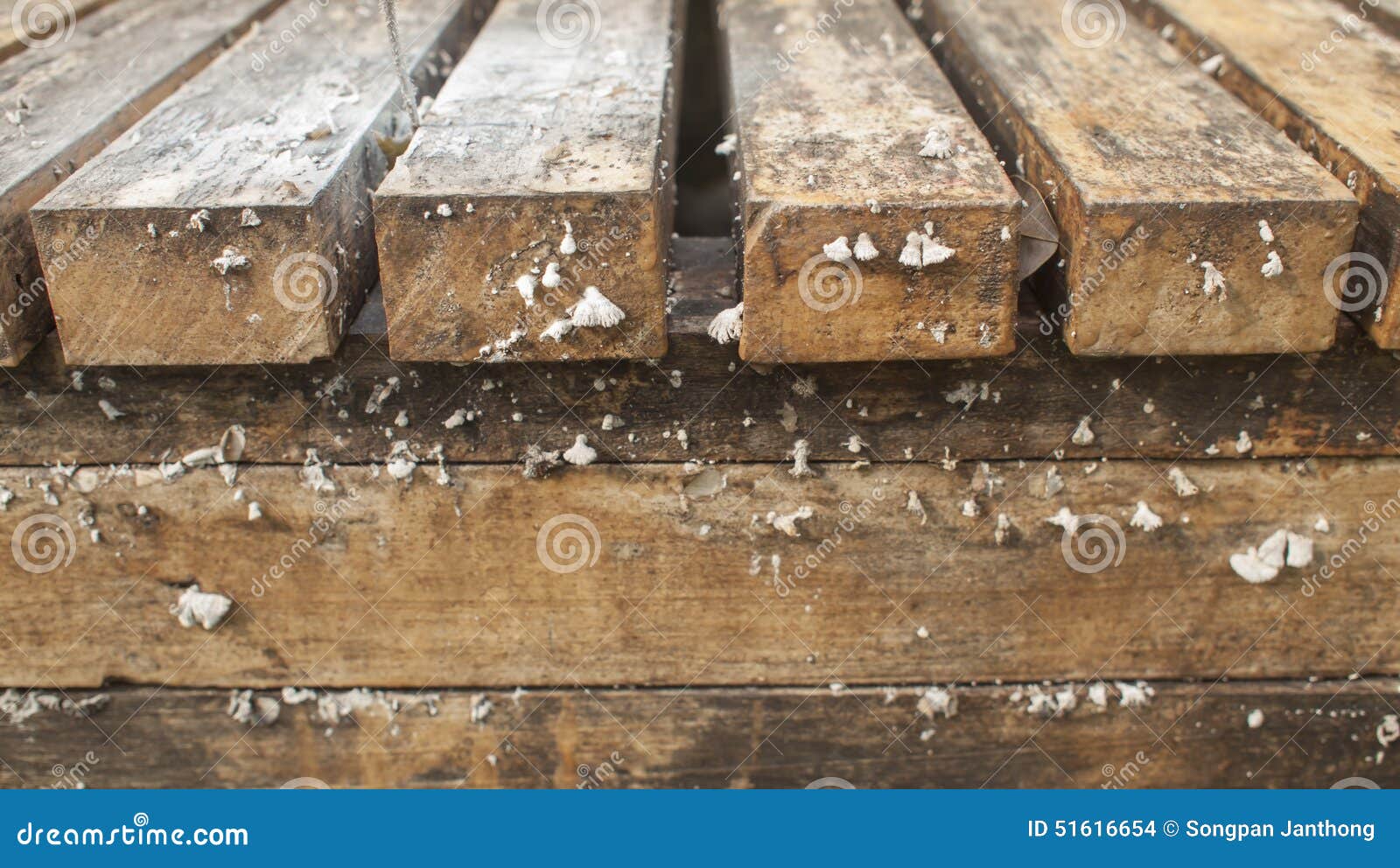 Growing mushrooms on wood stock photo. Image of nature - 51616654