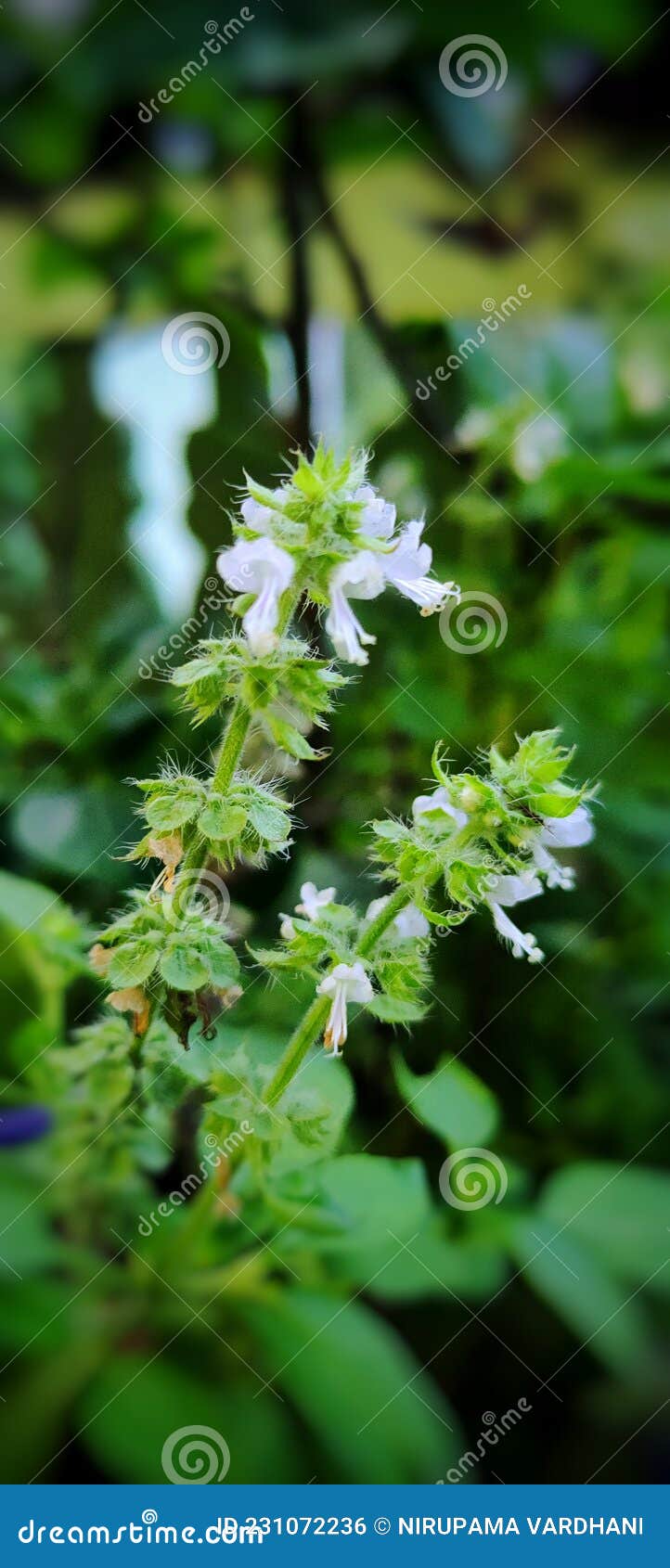 Growing with nature 1 stock photo. Image of growing - 231072236