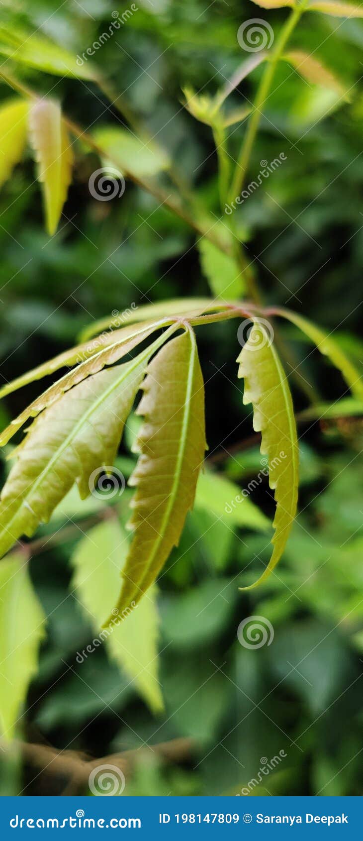 Growing Neem leaf stock image. Image of tree, green - 198147809