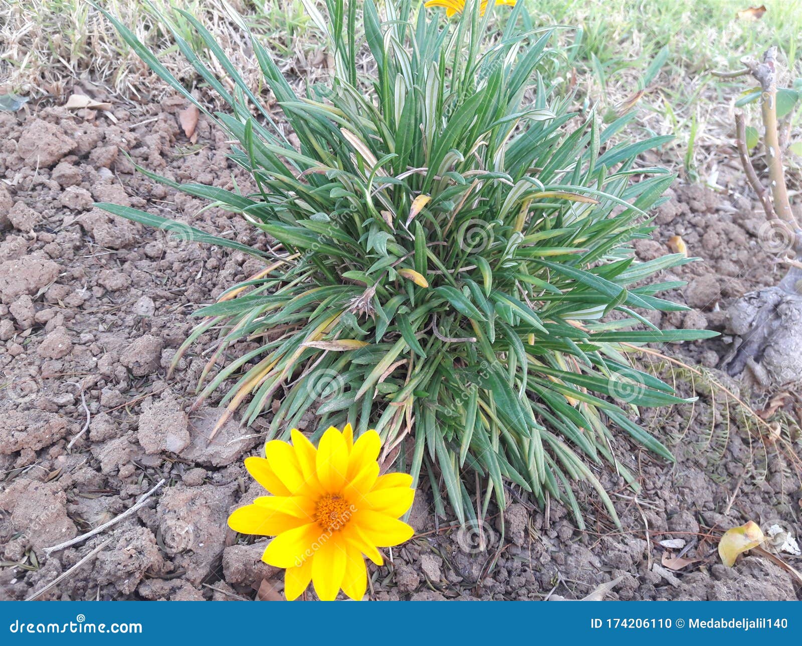 Growing Nerium tree stock photo. Image of nerium, nature - 174206110