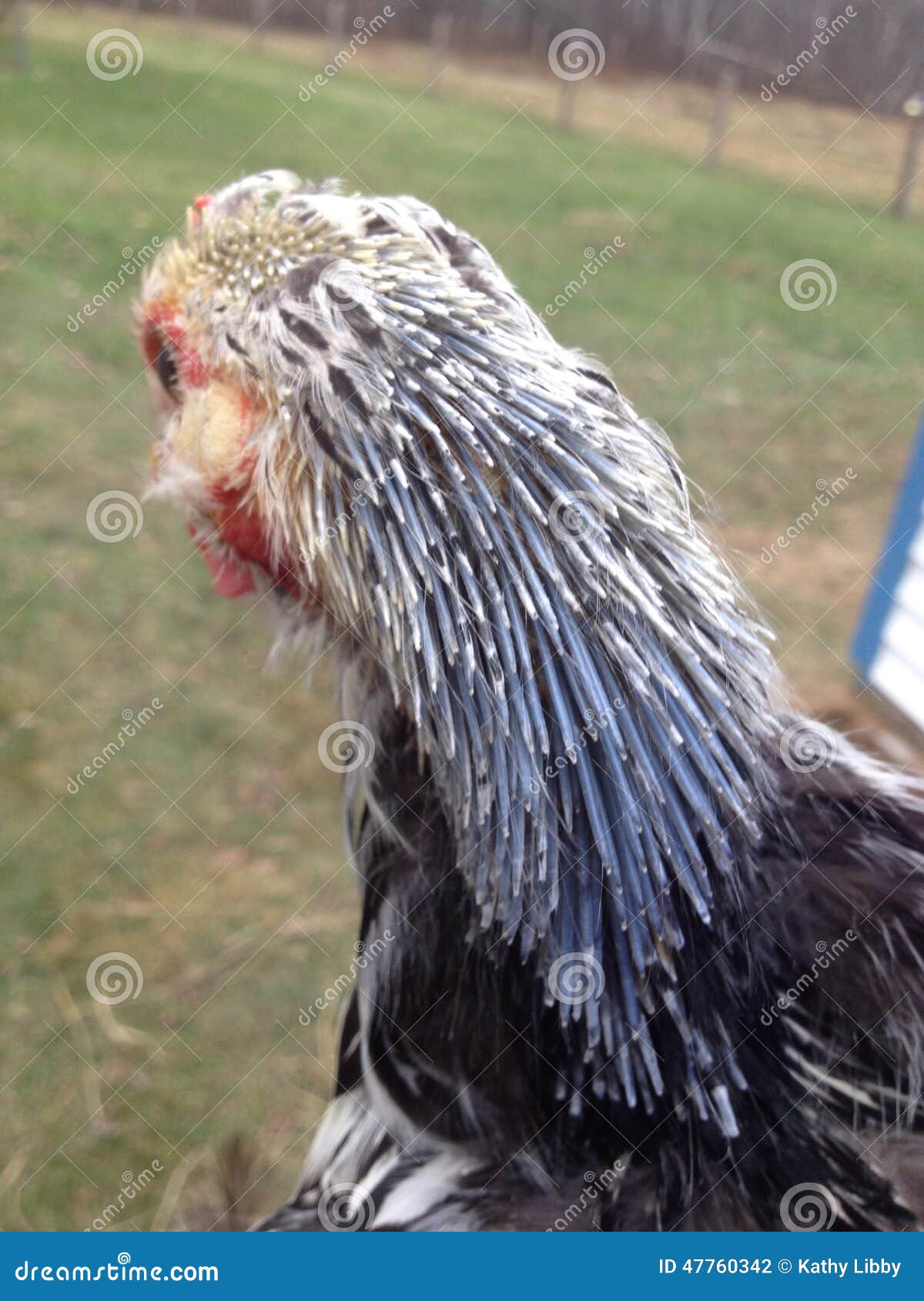 Growing new feathers stock photo. Image of growing, head - 47760342