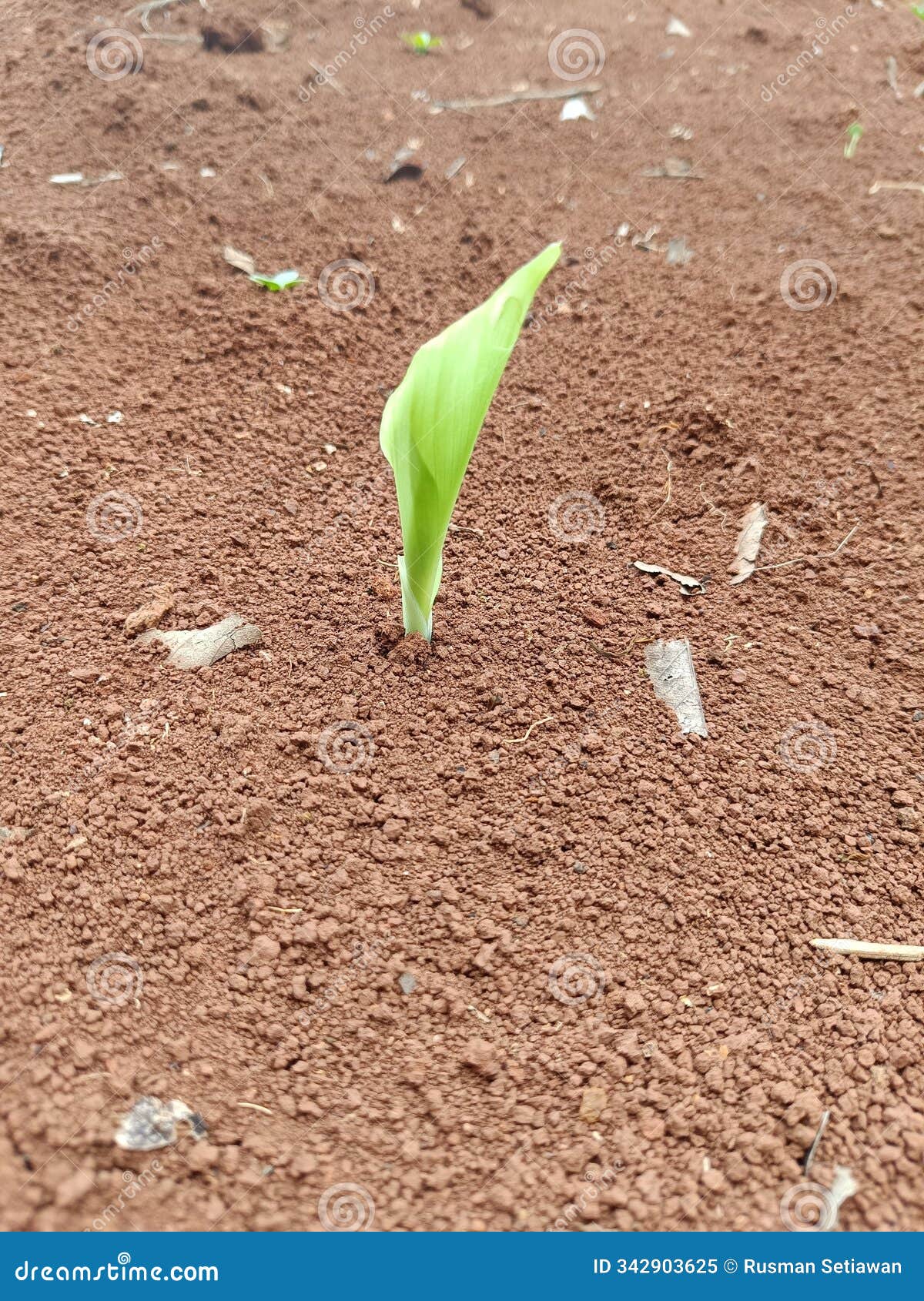 Growing New Shoots To Replace the Old Ones Stock Image - Image of ...