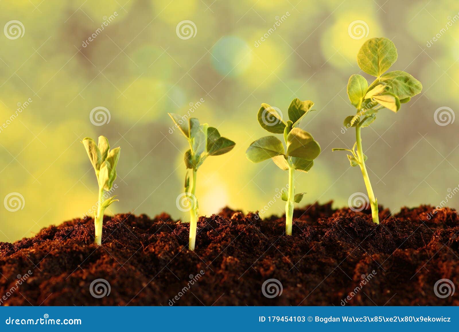 Stages of Growth Sprouting Pea Seeds in the Ground Stock Image - Image ...