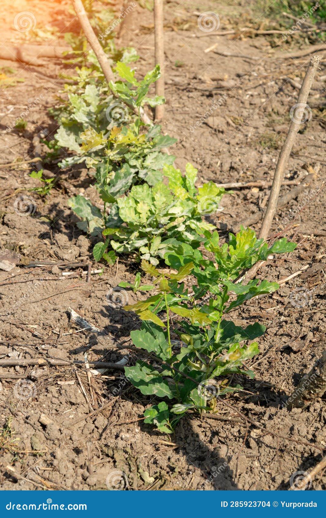 Growing Oak Seedlings in the Forest in a Clearing. the Idea of Planting ...