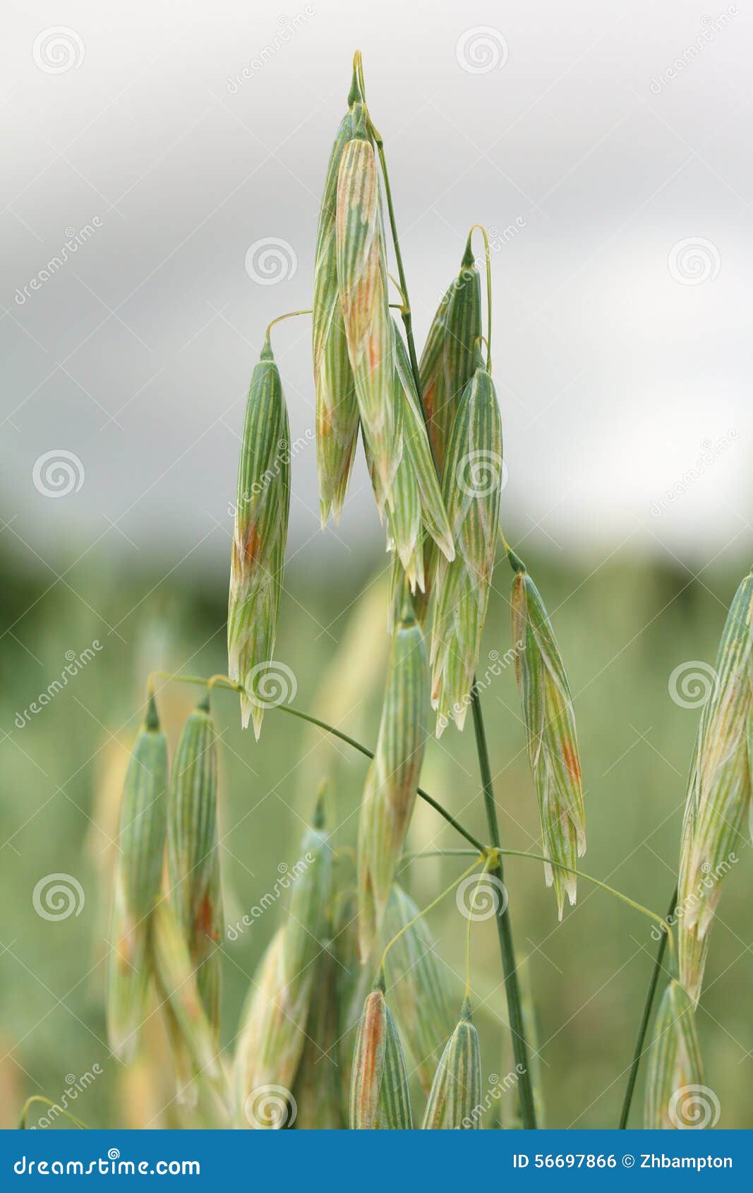 Growing oats in a field stock photo. Image of head, farm - 56697866