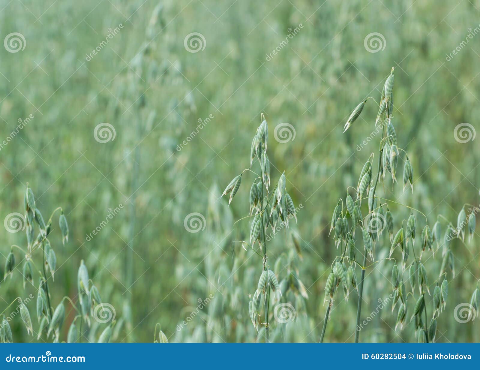 The growing oats stock photo. Image of ripe, crops, close - 60282504
