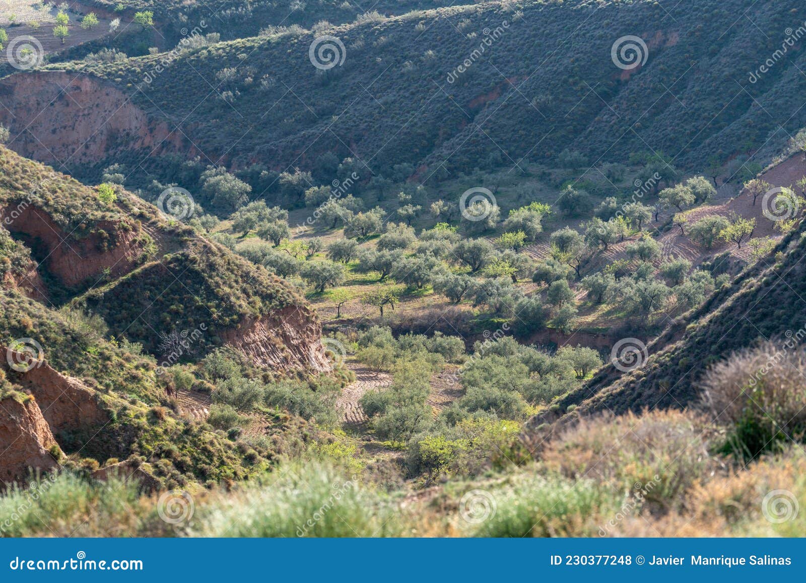 Growing Olive Trees in a Ravine Stock Photo - Image of landscape, spain ...