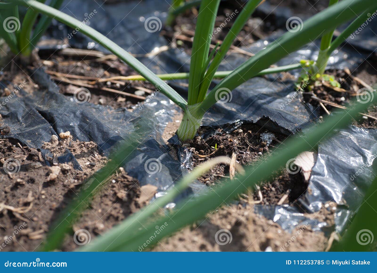 Growing onion on farm stock image. Image of garden, growth - 112253785