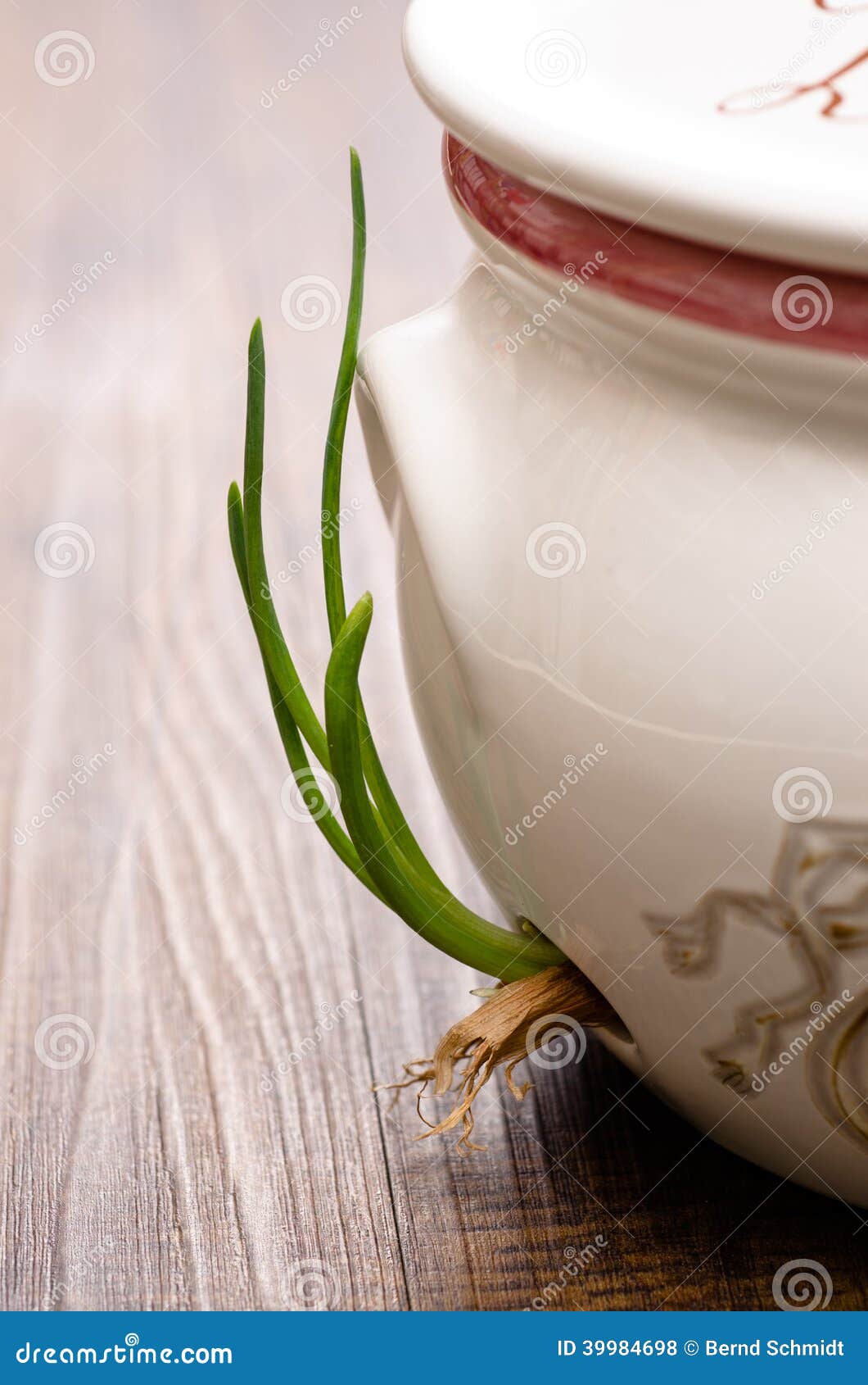 Growing onion in a pot stock photo. Image of onion, green - 39984698