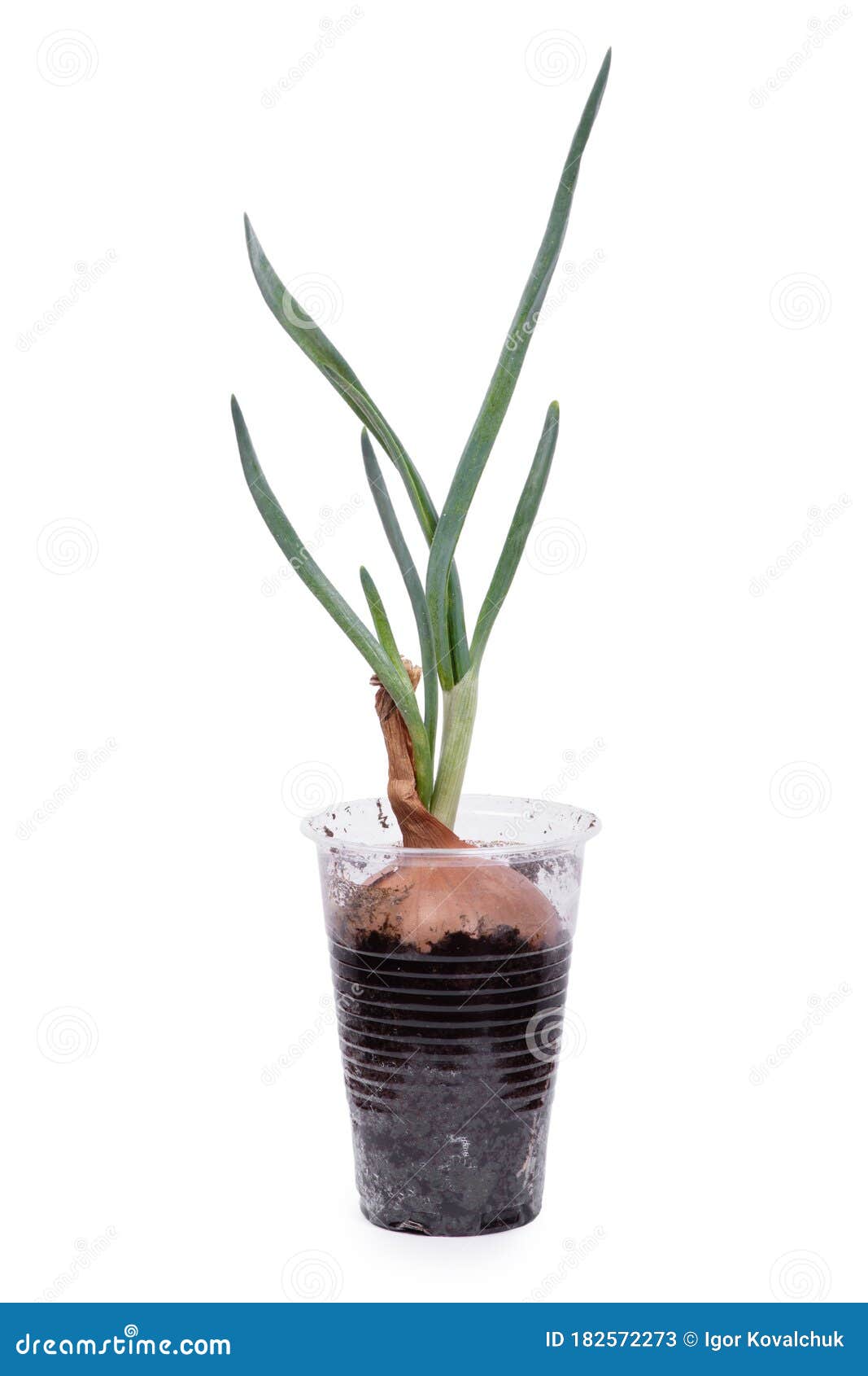 Growing Onion in a Transparent Pot Stock Image - Image of isolated ...