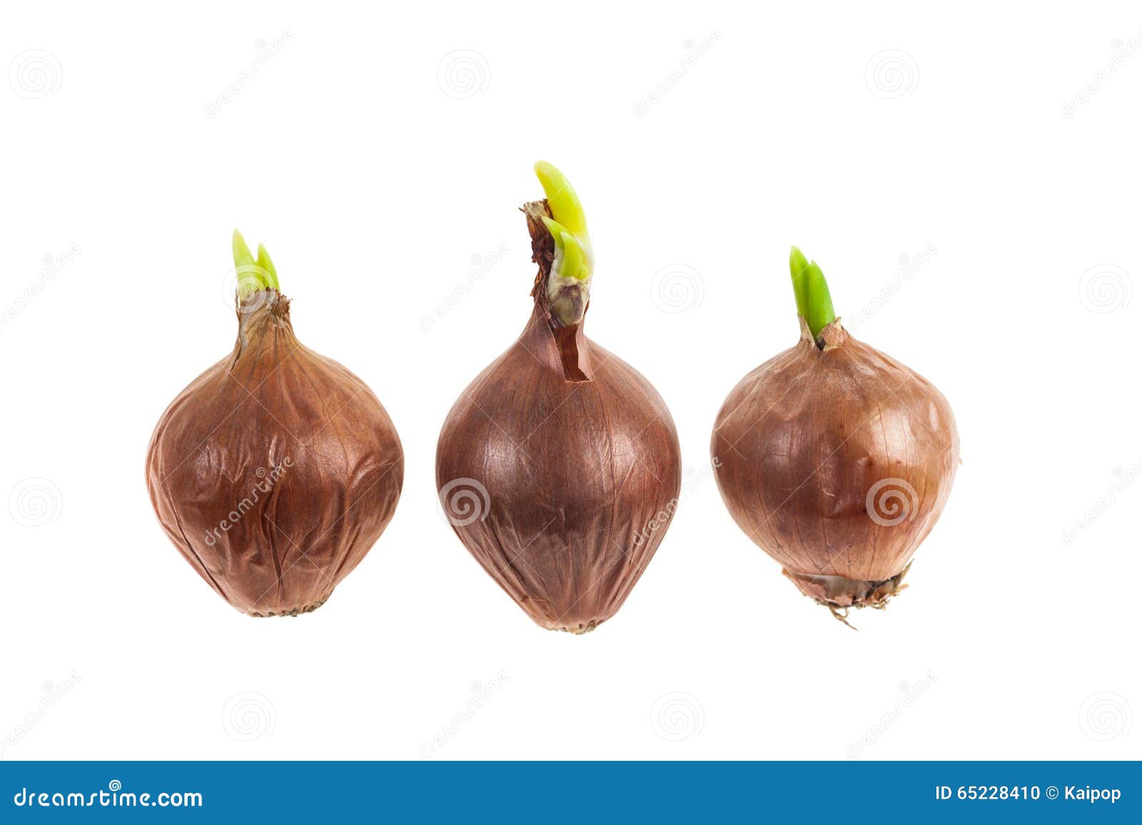 Growing onion stock photo. Image of sprout, isolated - 65228410