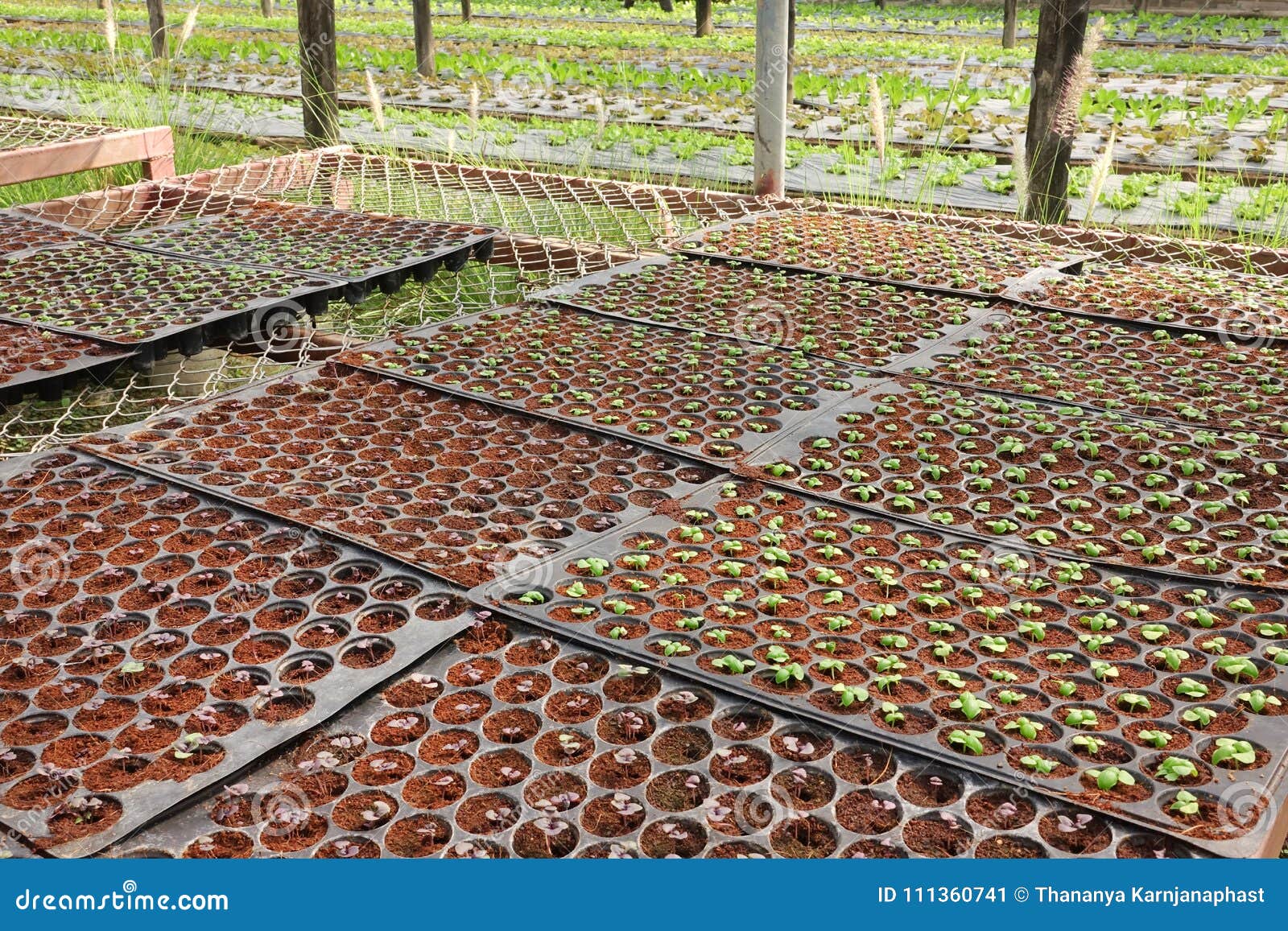 Growing Organic Vegetable Farms Stock Image - Image of healthy, fresh ...