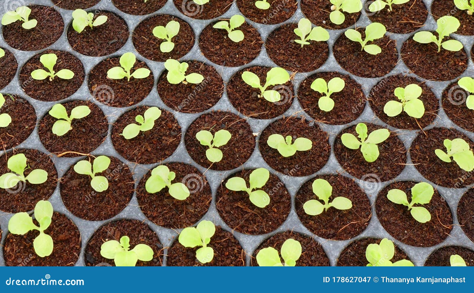 Growing Organic Vegetable Farms Stock Image - Image of nature, garden ...
