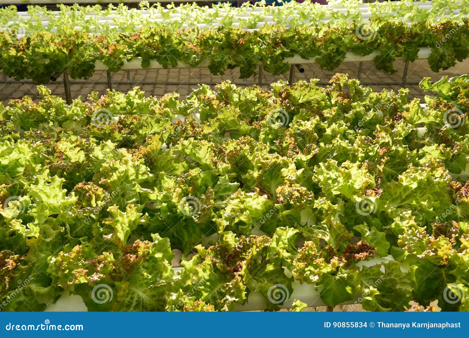 Growing Organic Vegetable Farms Stock Photo - Image of farms, healthy ...