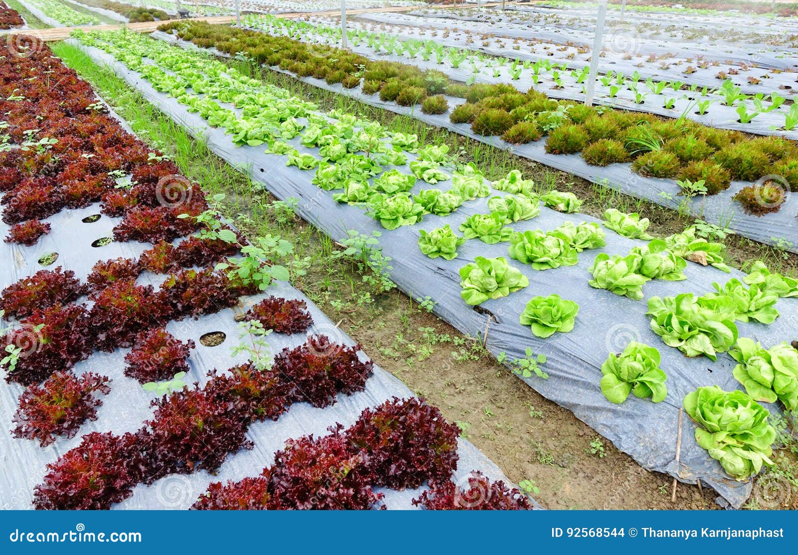 Growing Organic Vegetable Farms Stock Photo - Image of plant, fresh ...