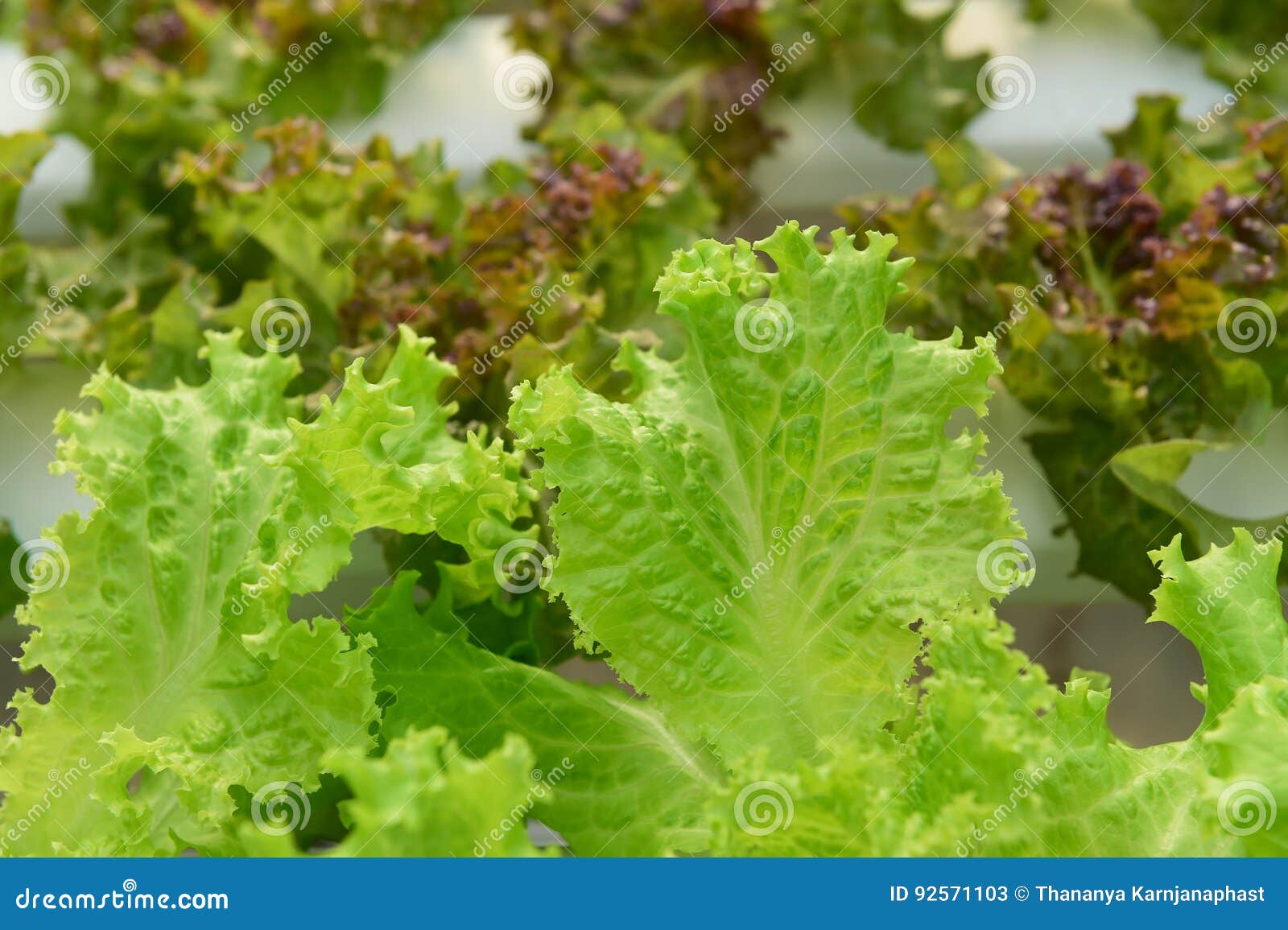 Growing Organic Vegetable Farms Stock Image - Image of cultivation ...