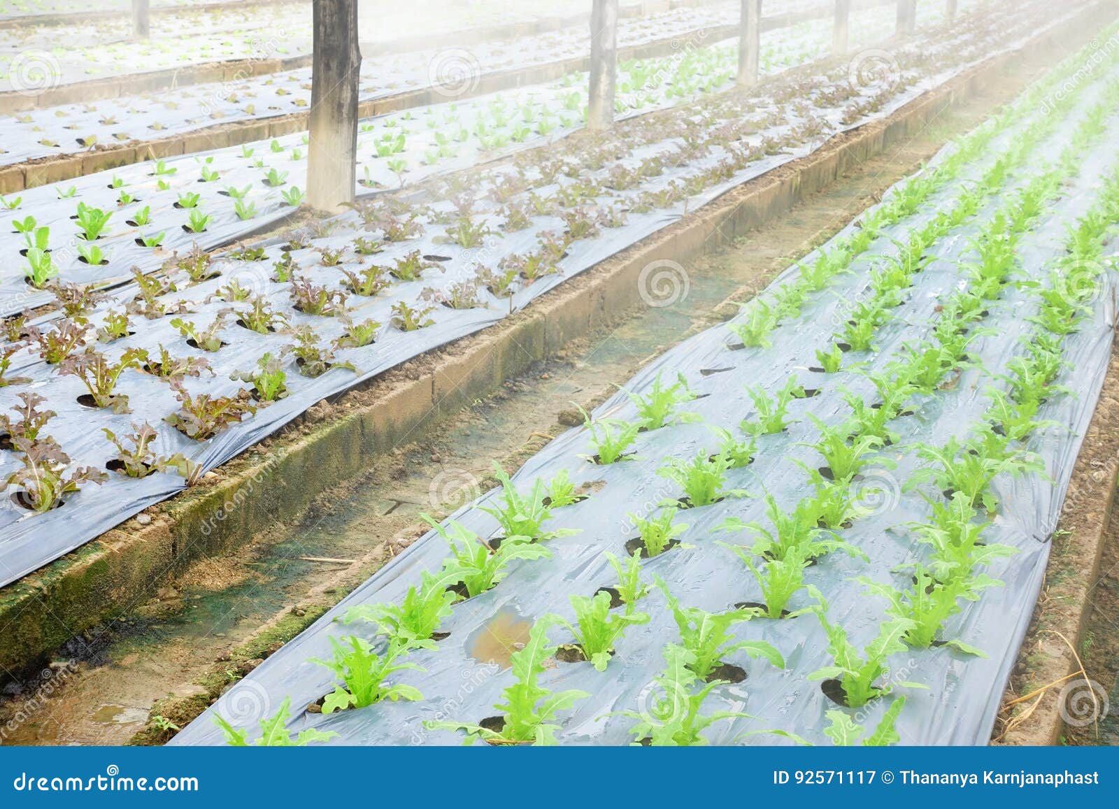 Growing Organic Vegetable Farms Stock Image - Image of plantation ...