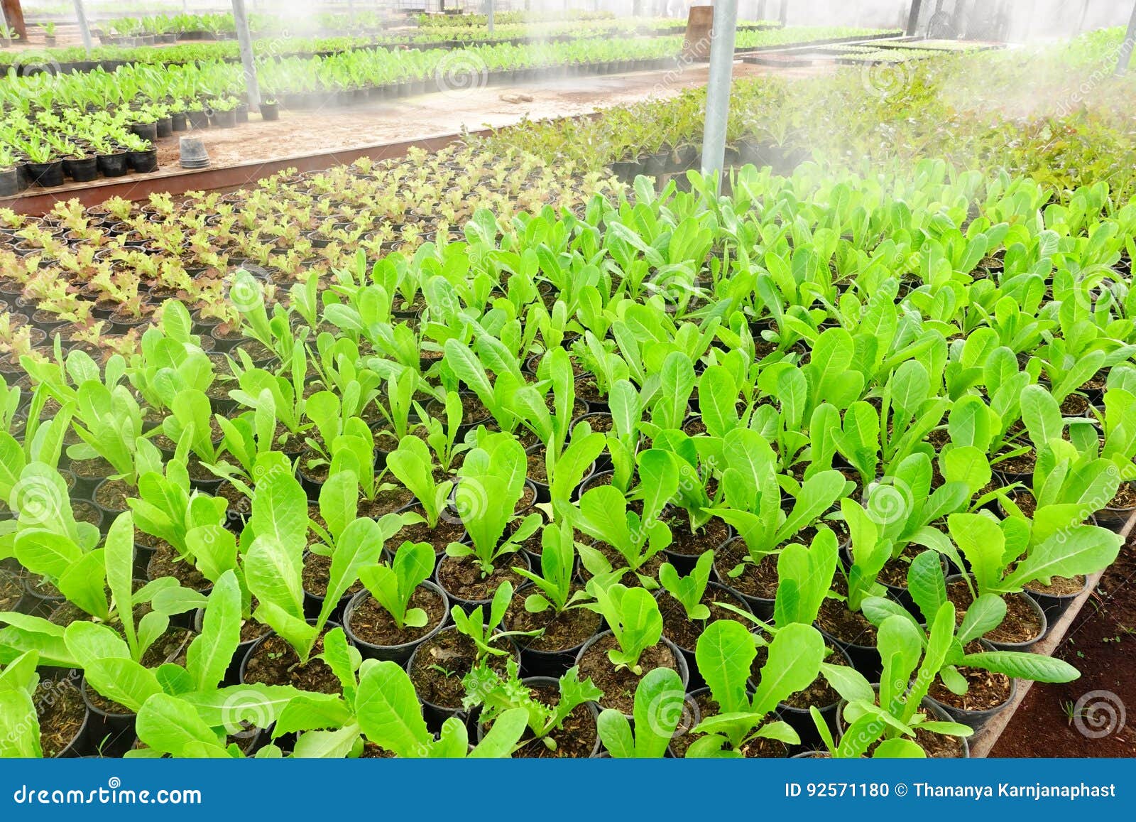 Growing Organic Vegetable Farms Stock Photo - Image of agriculture ...