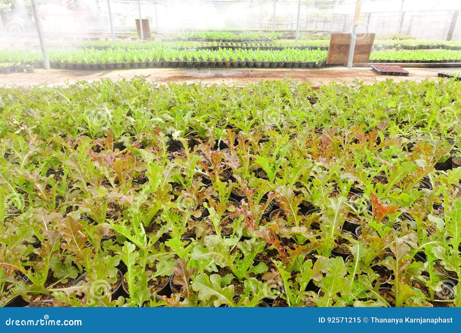 Growing Organic Vegetable Farms Stock Image - Image of vegetables, food ...