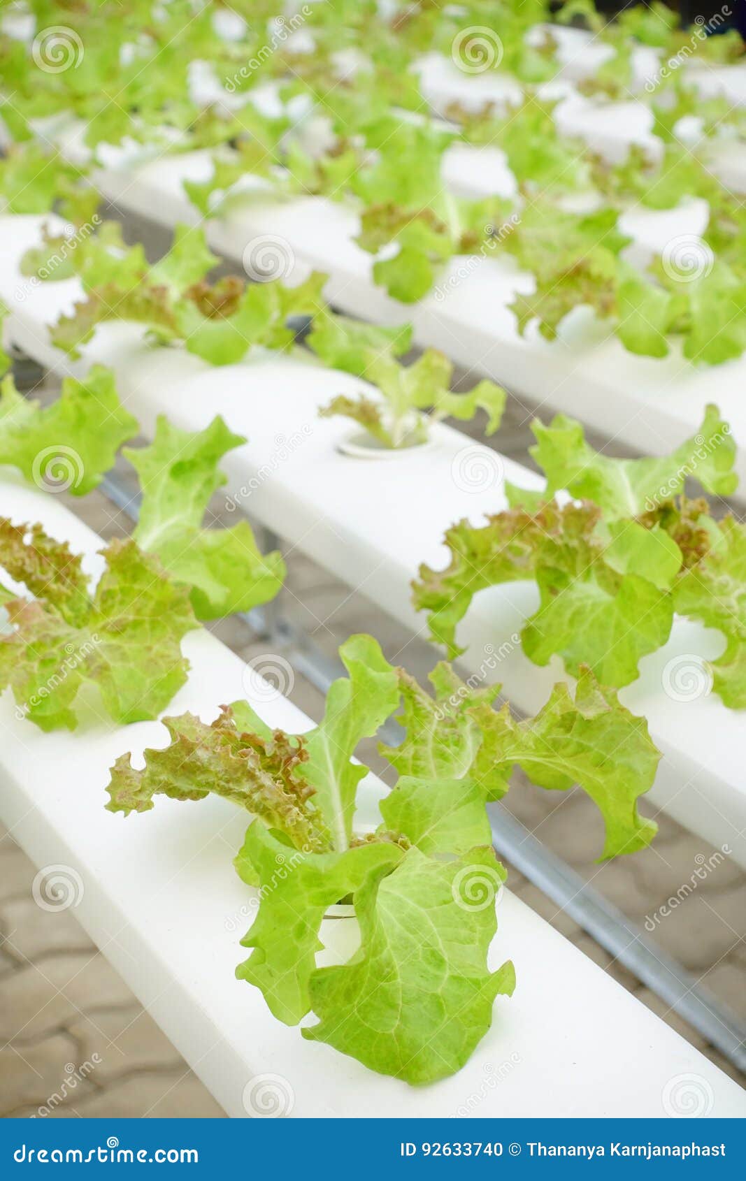 Growing Organic Vegetable Farms Stock Photo - Image of herb, farms ...