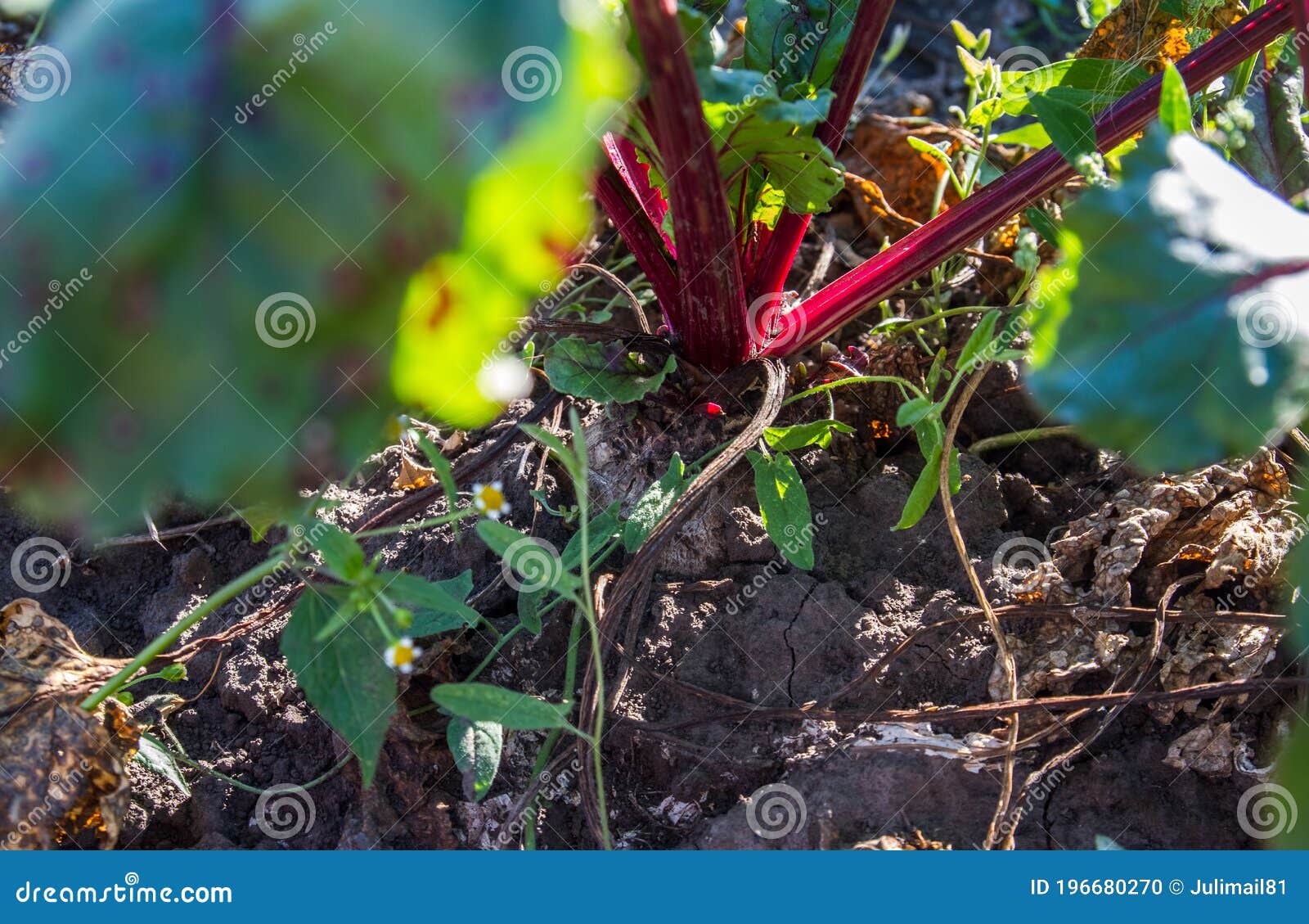 Red Beet Root Growing in the Ground for Home Use Stock Photo - Image of ...