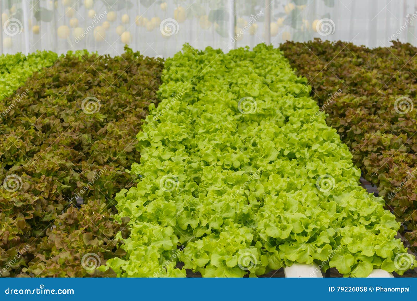Growing organic vegetables stock photo. Image of organic - 79226058