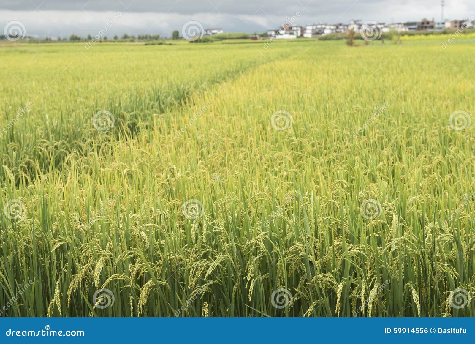Growing paddy stock photo. Image of grow, plantation - 59914556