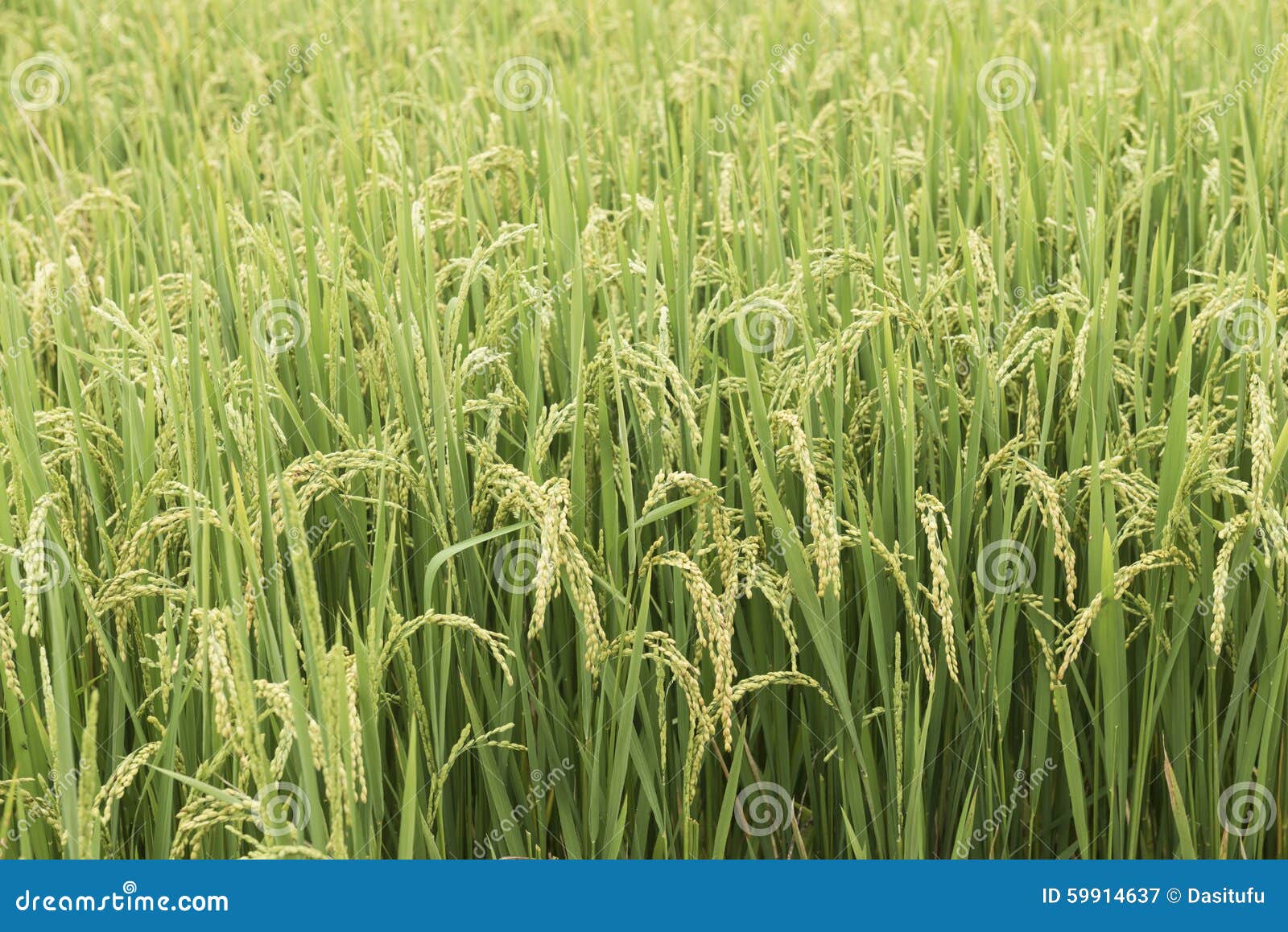 Growing paddy stock image. Image of rice, plant, summer - 59914637