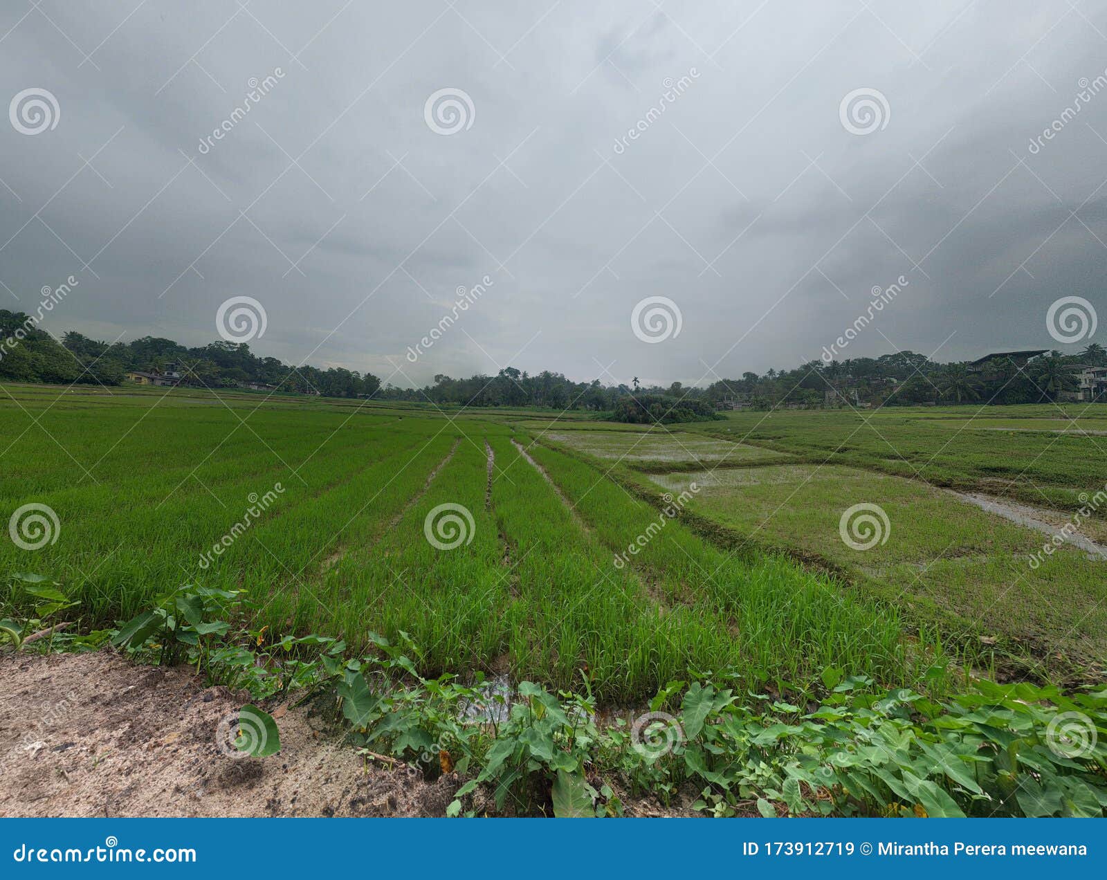 Growing Paddy Field stock image. Image of srilanka, roxmira - 173912719