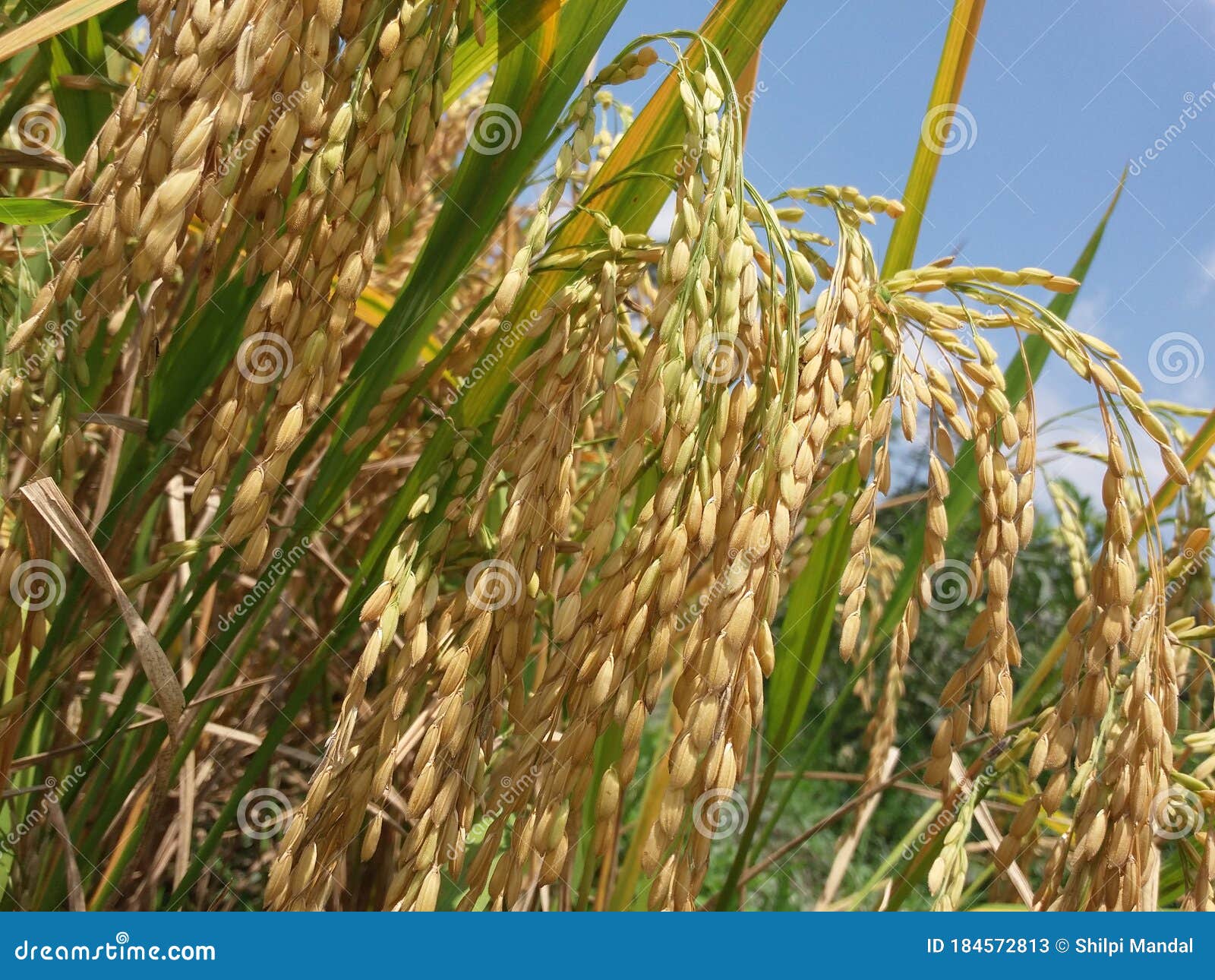 Growing Paddy Field Nature Rice Farm Stock Image - Image of farm ...