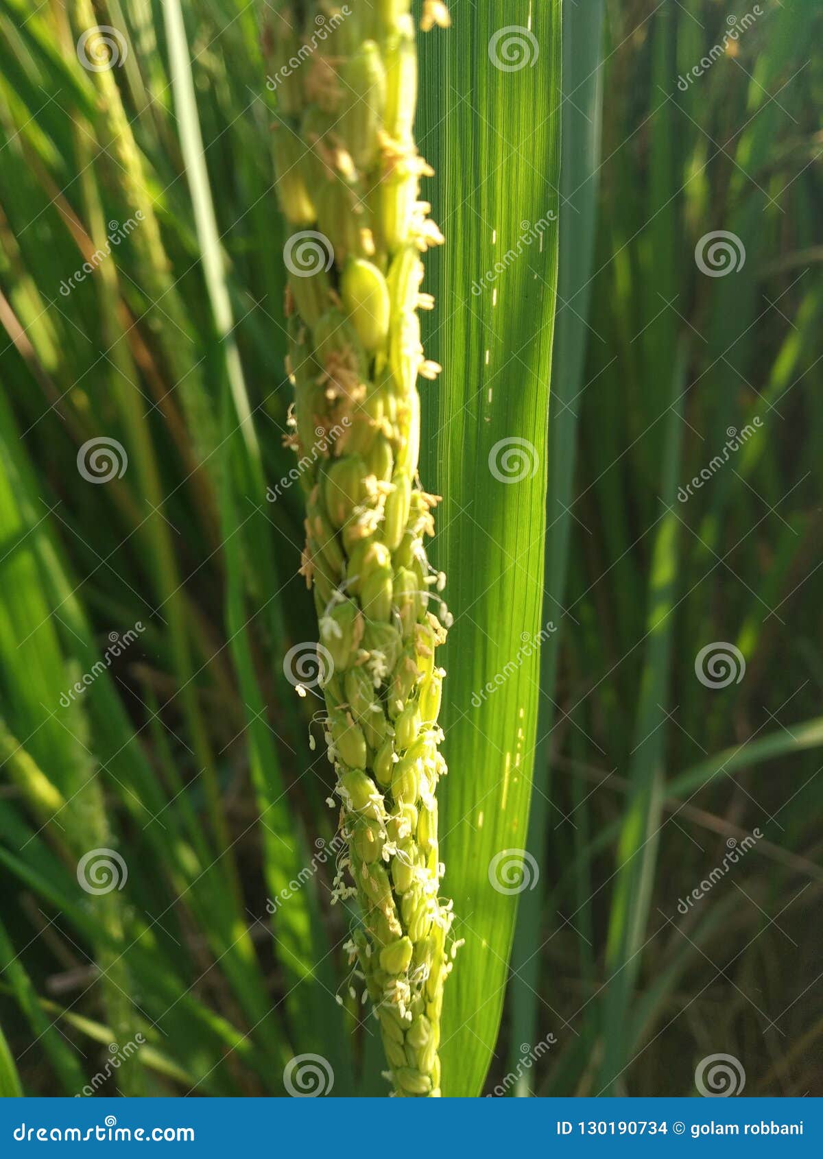 GROWING PADDY stock photo. Image of fieldround, leaf - 130190734