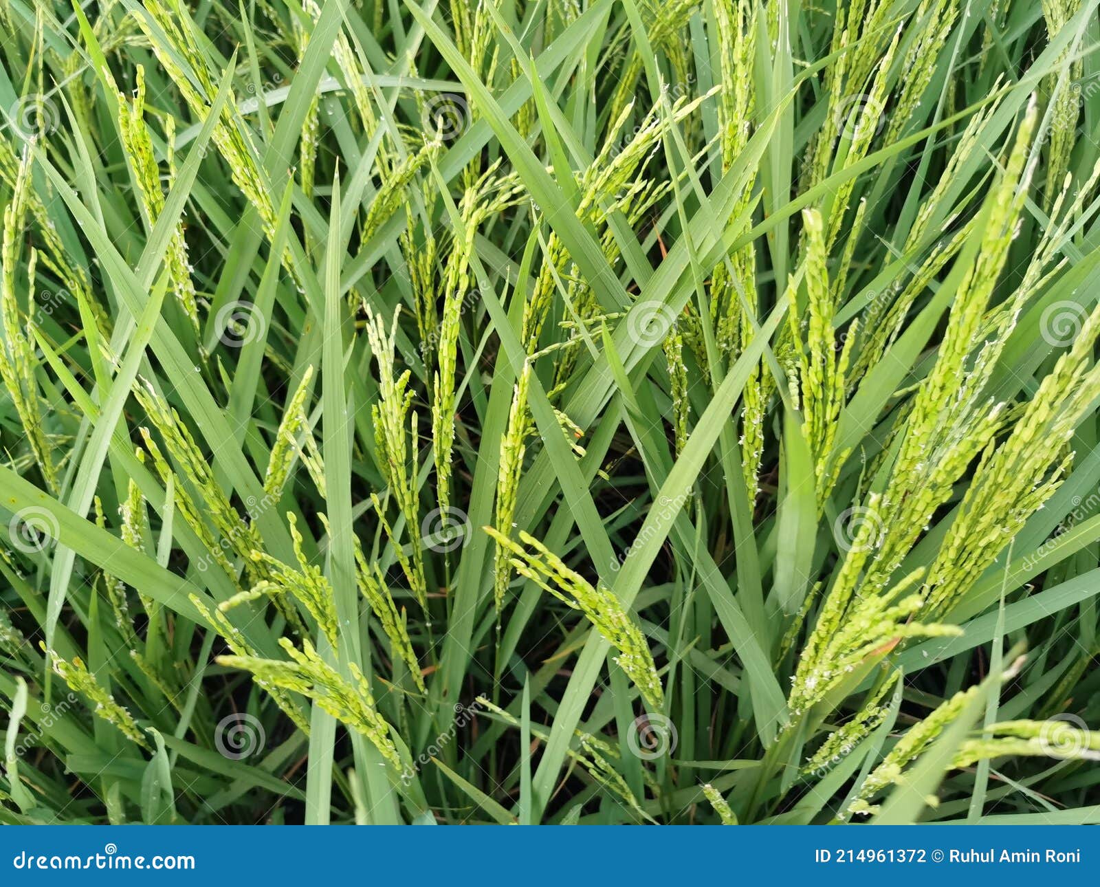 Growing pady in the field stock photo. Image of green - 214961372